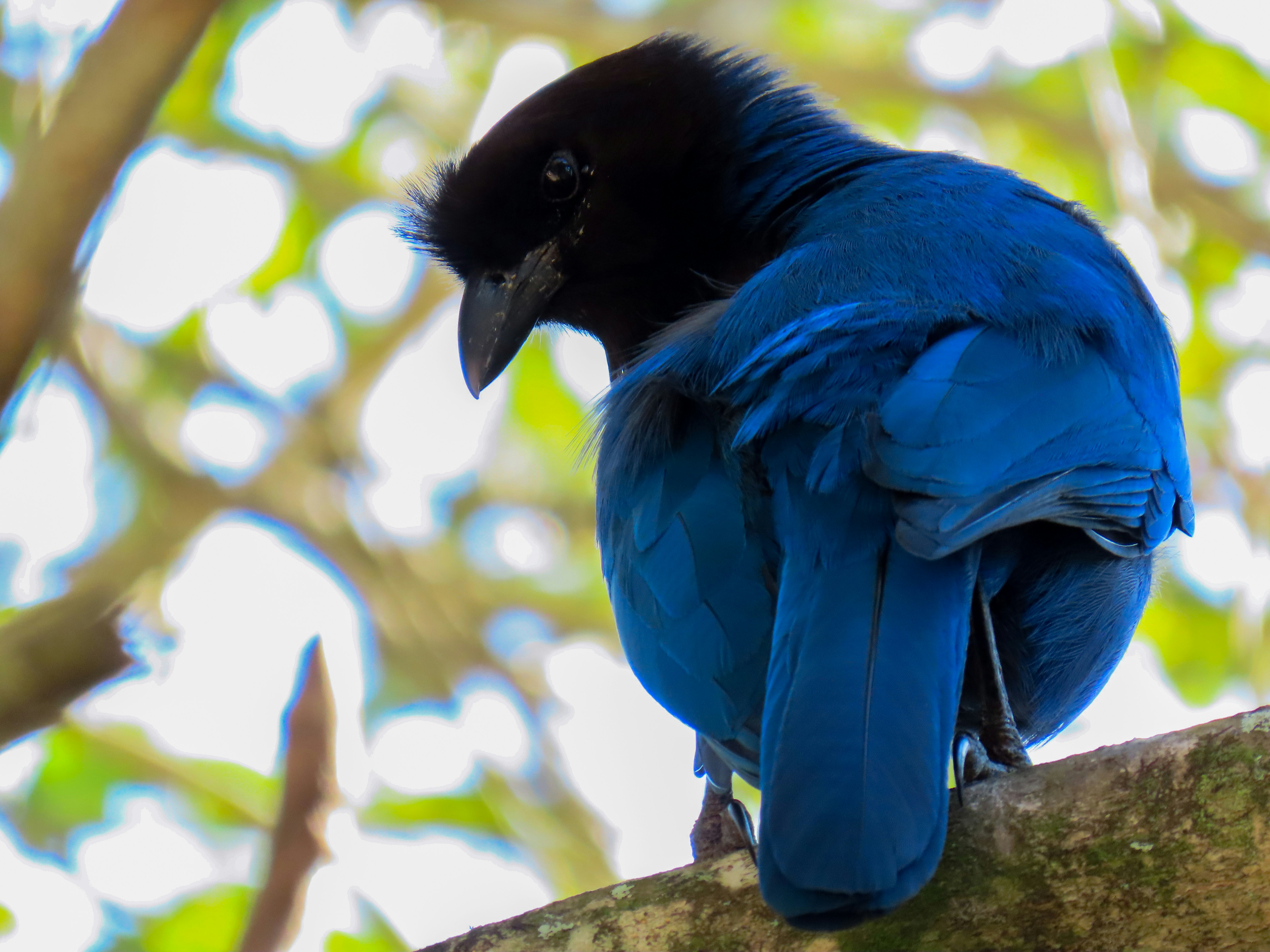 The Azure Guardian of the CanopyPatrícia Nicoloso