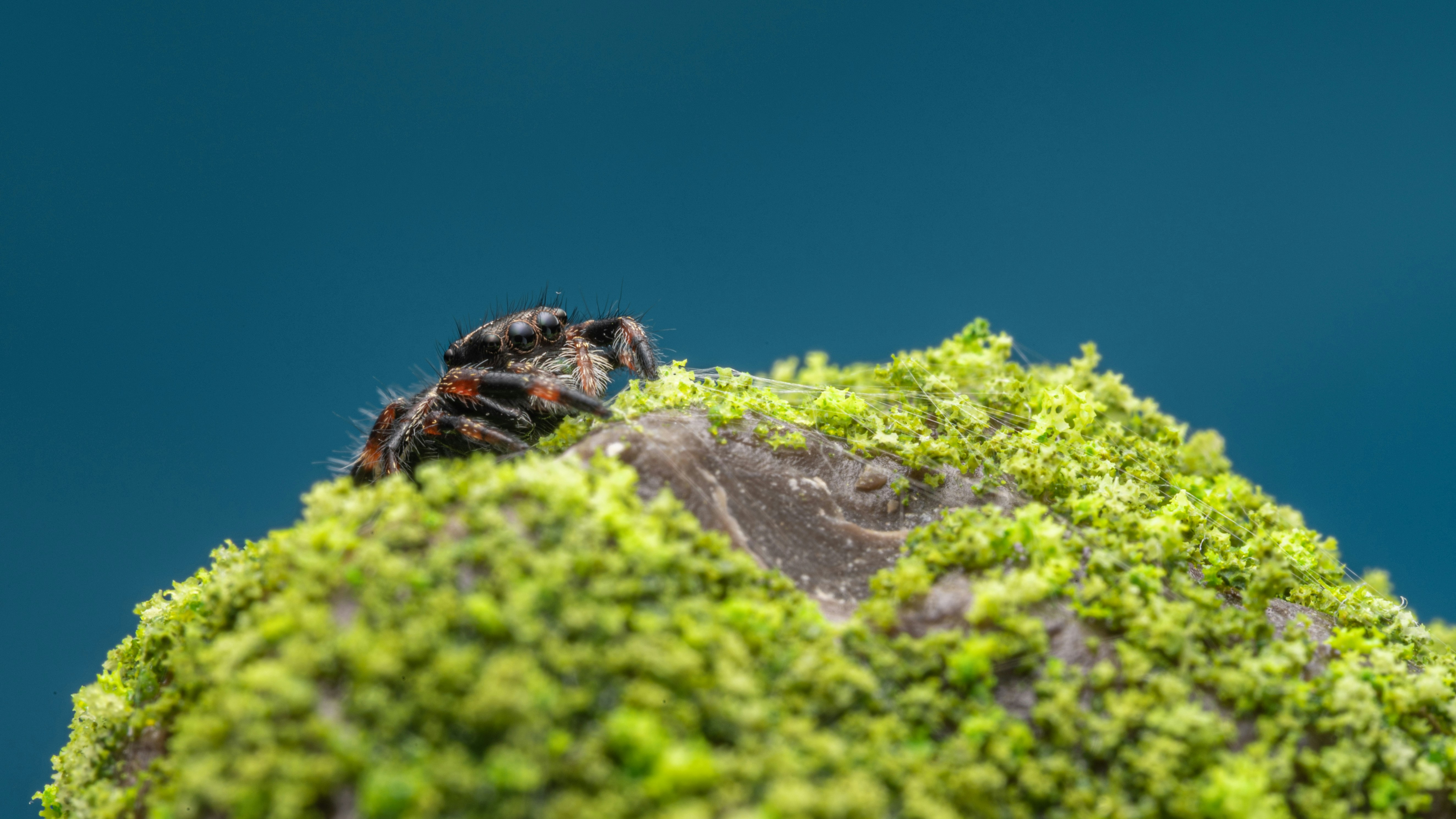 The Watchful Guardian of the Mossy Realm