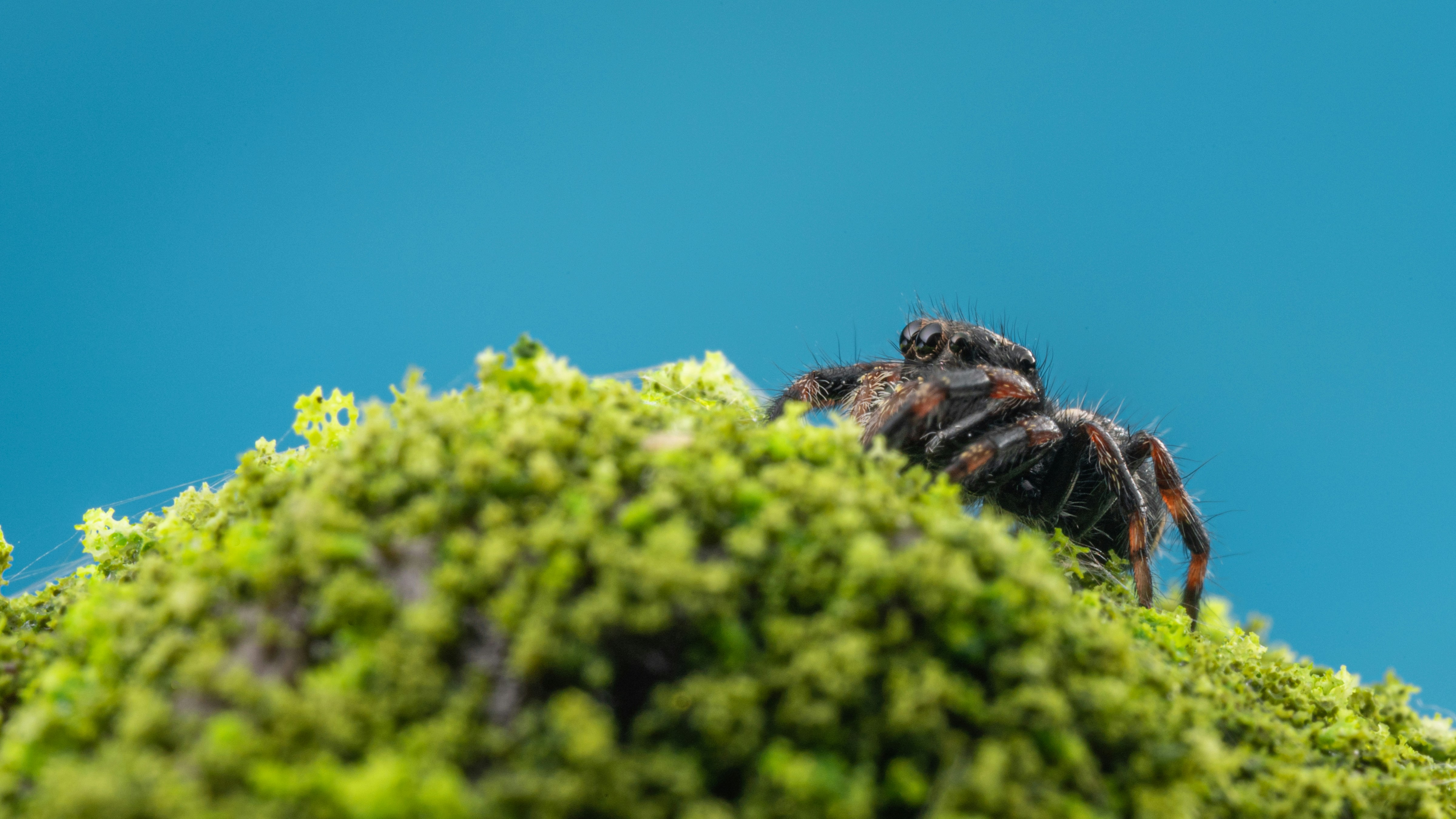 Perched in the Moss: A Tarantula Against a Cerulean Sky