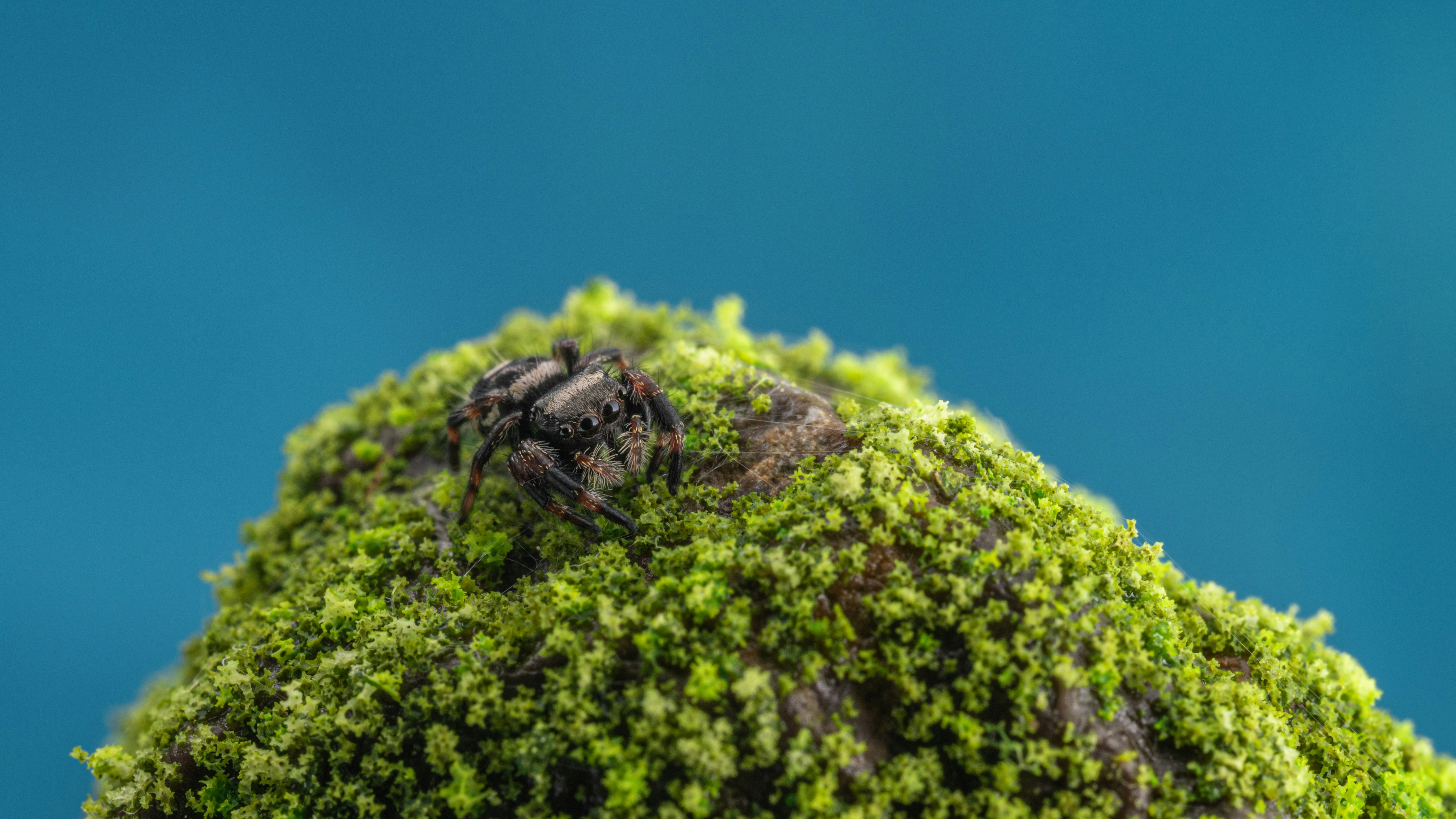 Mossbound Watcher: A Small Spider on Velvet Rock under Cerulean Light