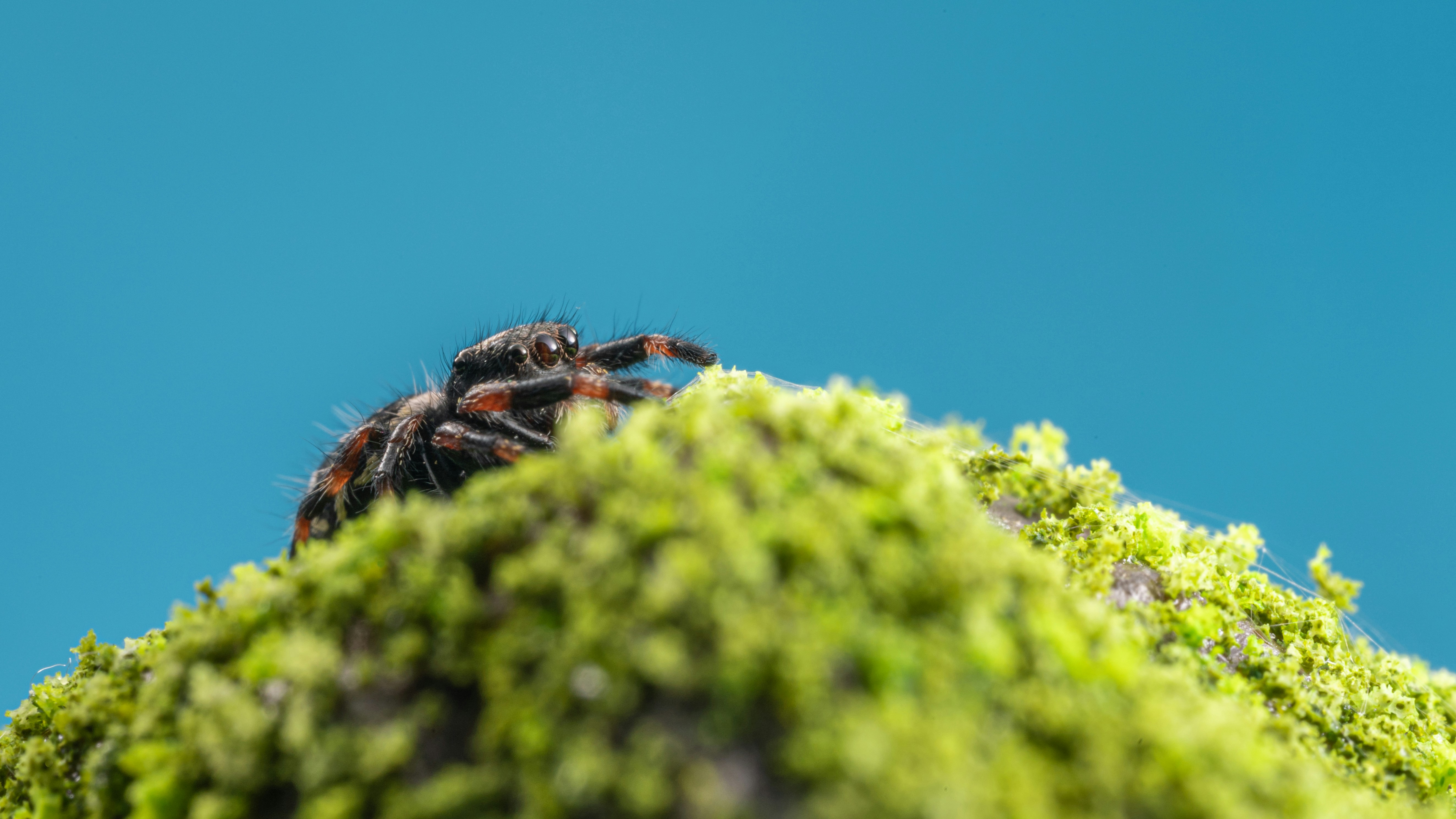 Moss-Draped Ledge Under Blue Skies: A Tarantula's Quiet Watch