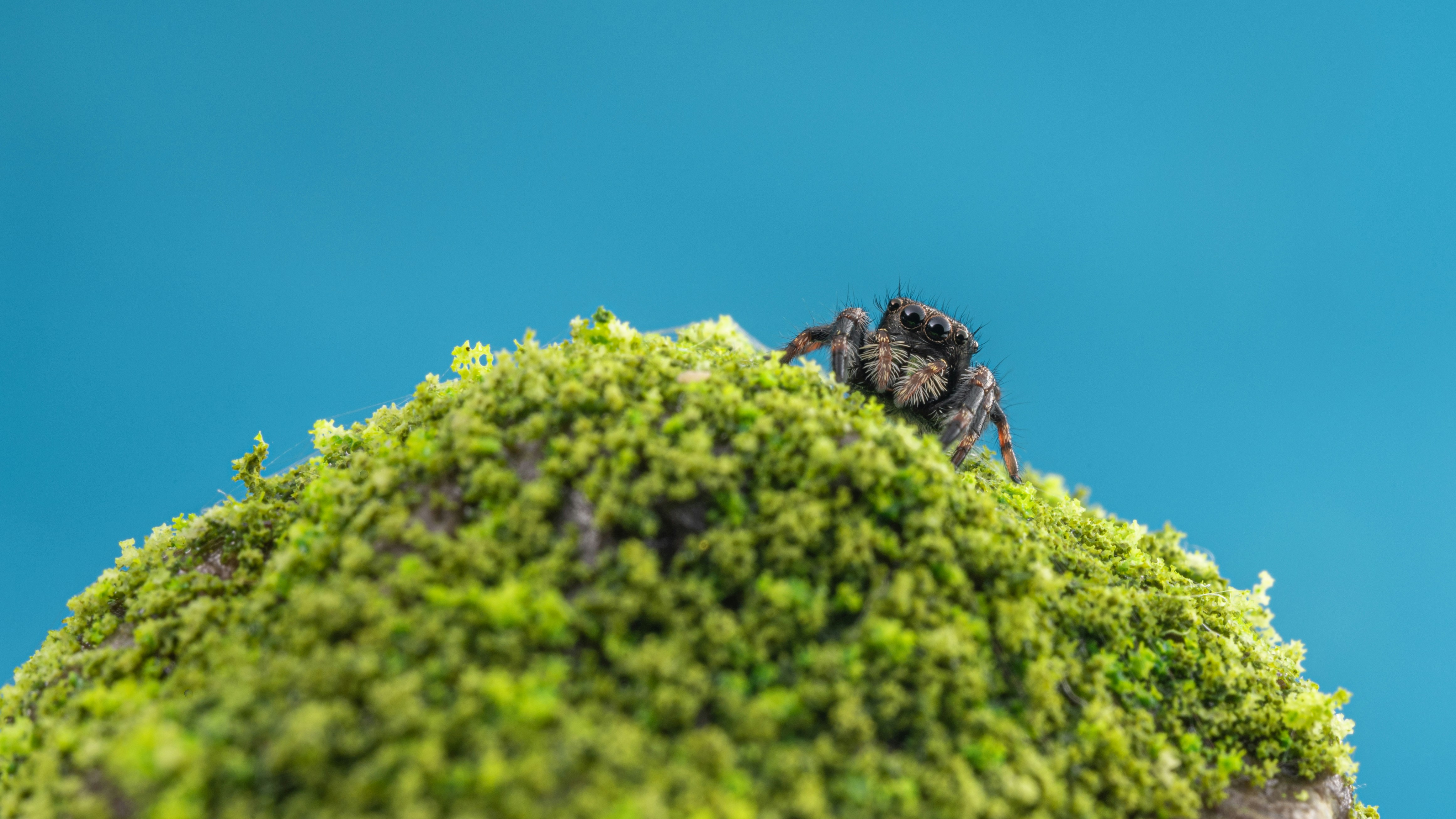 A Minuscule Monarch: The Spider's Summit