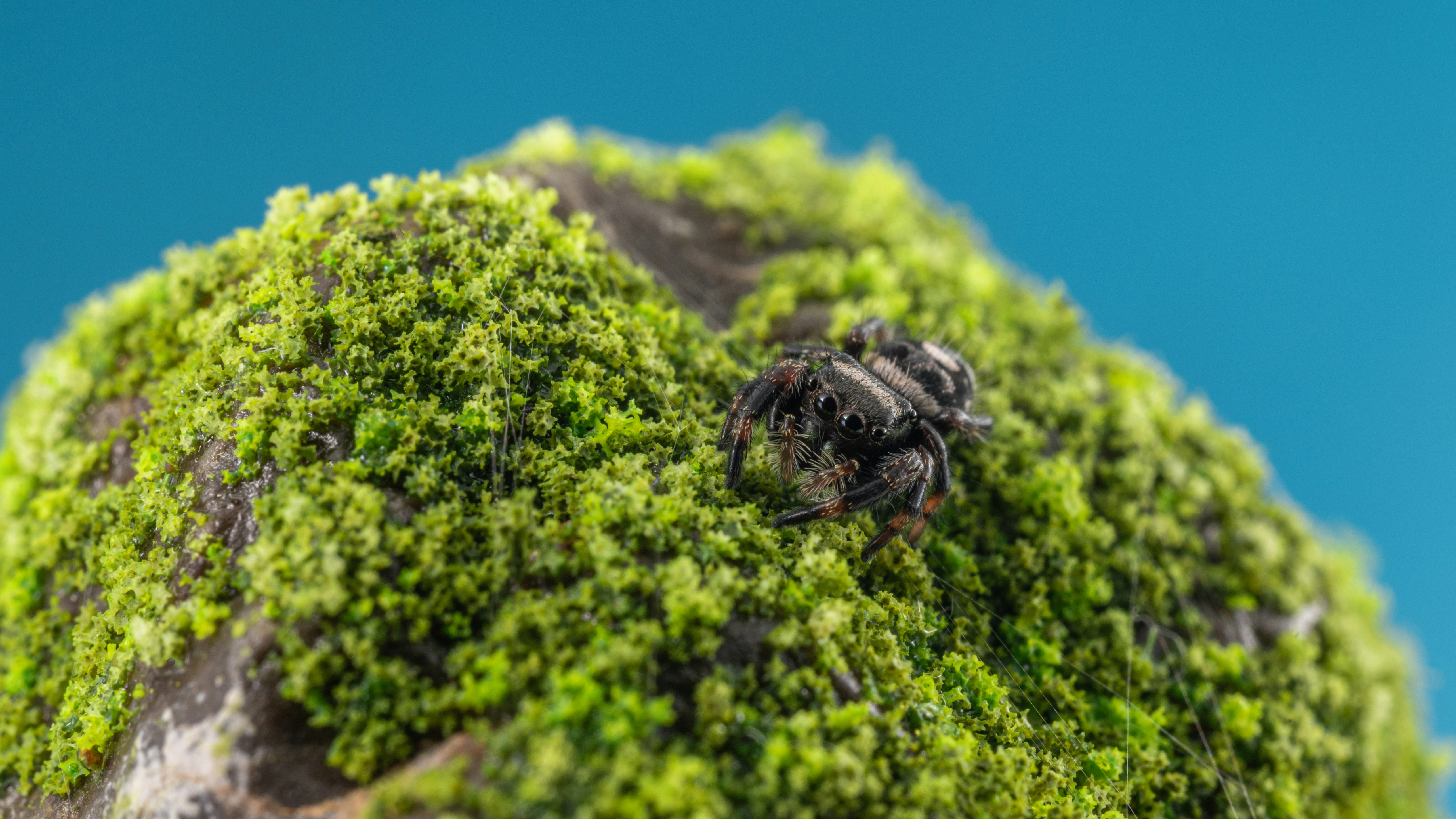 Mossy Outcrop Sentinel: A Spider Watches from Green Velvet