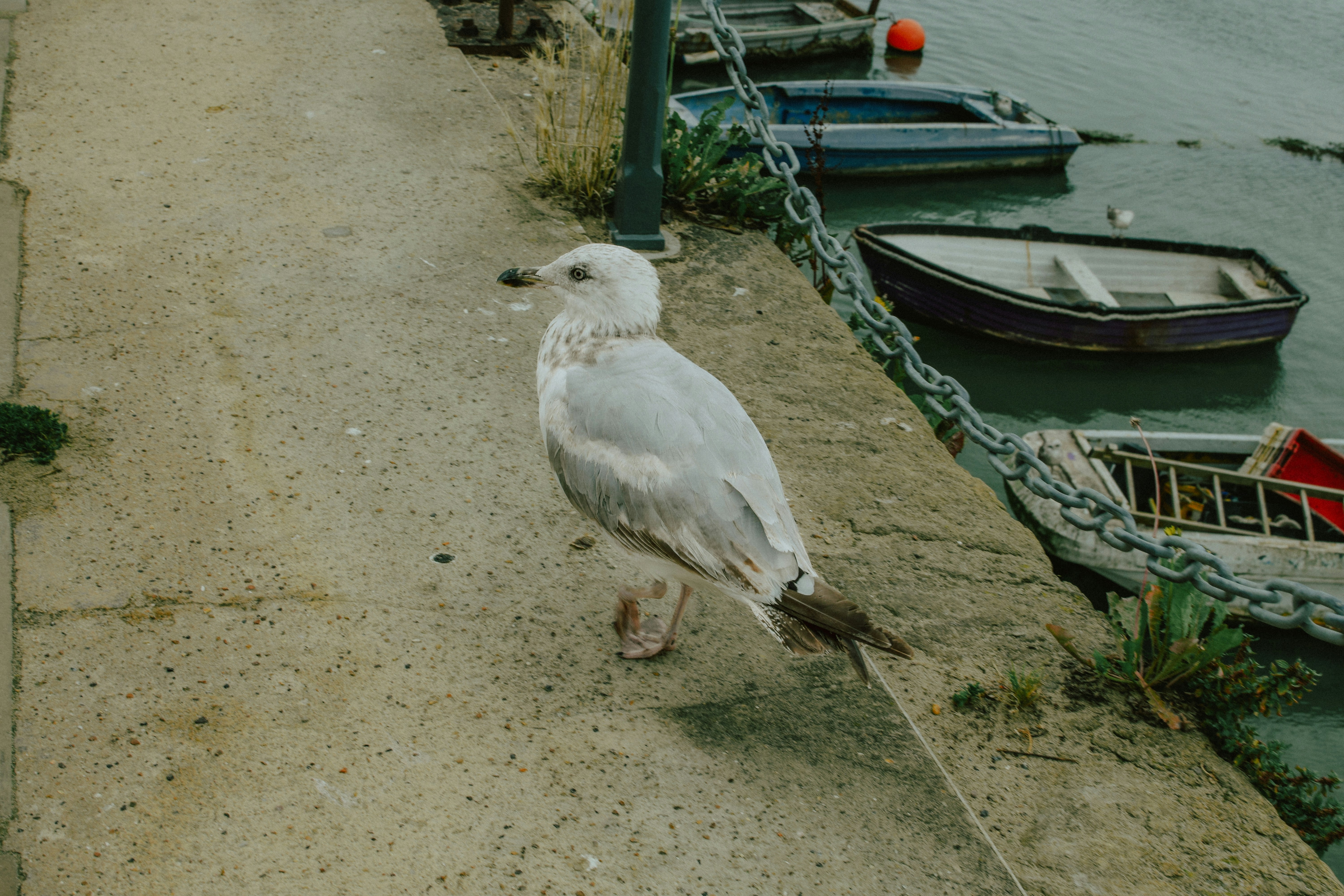 A seagull walking on a concrete path beside a harbor, with colorful boats moored in the background. The scene captures a serene coastal atmosphere.