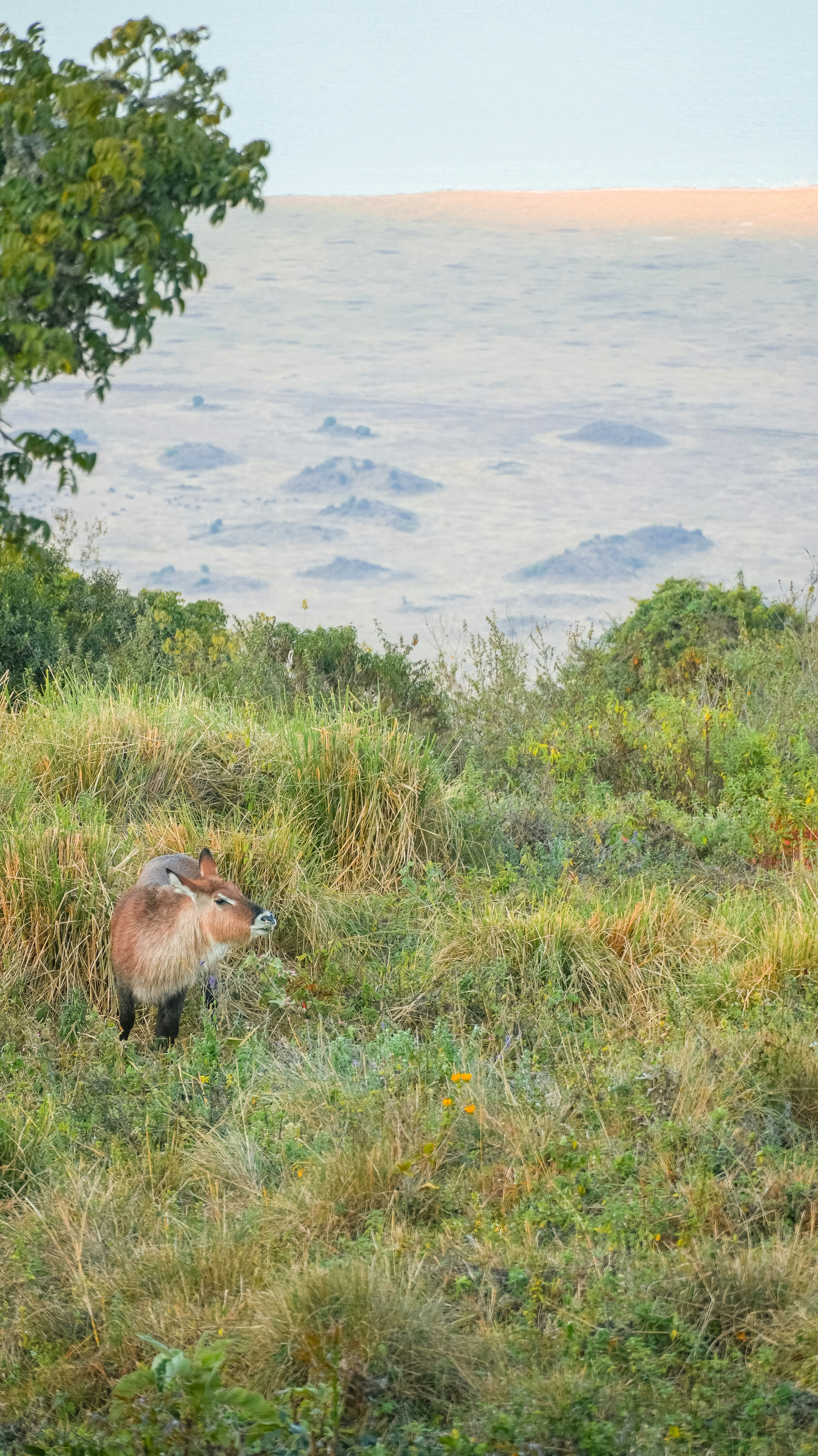 Coastal Meadow Watch: A Lone Grazing Antelope Against a Distant Sea