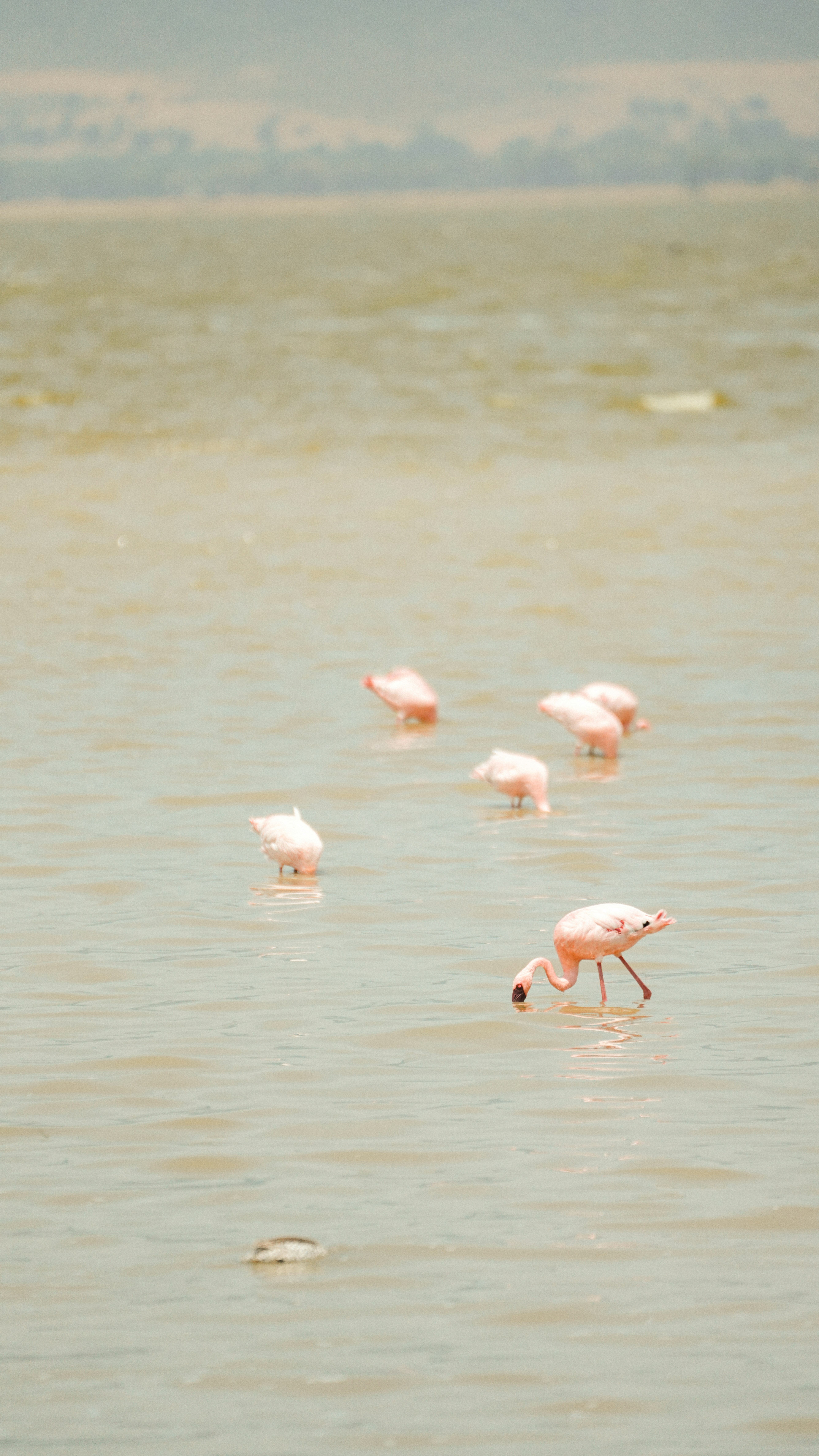 Graceful Gatherings: Flamingos in Tranquil Waters