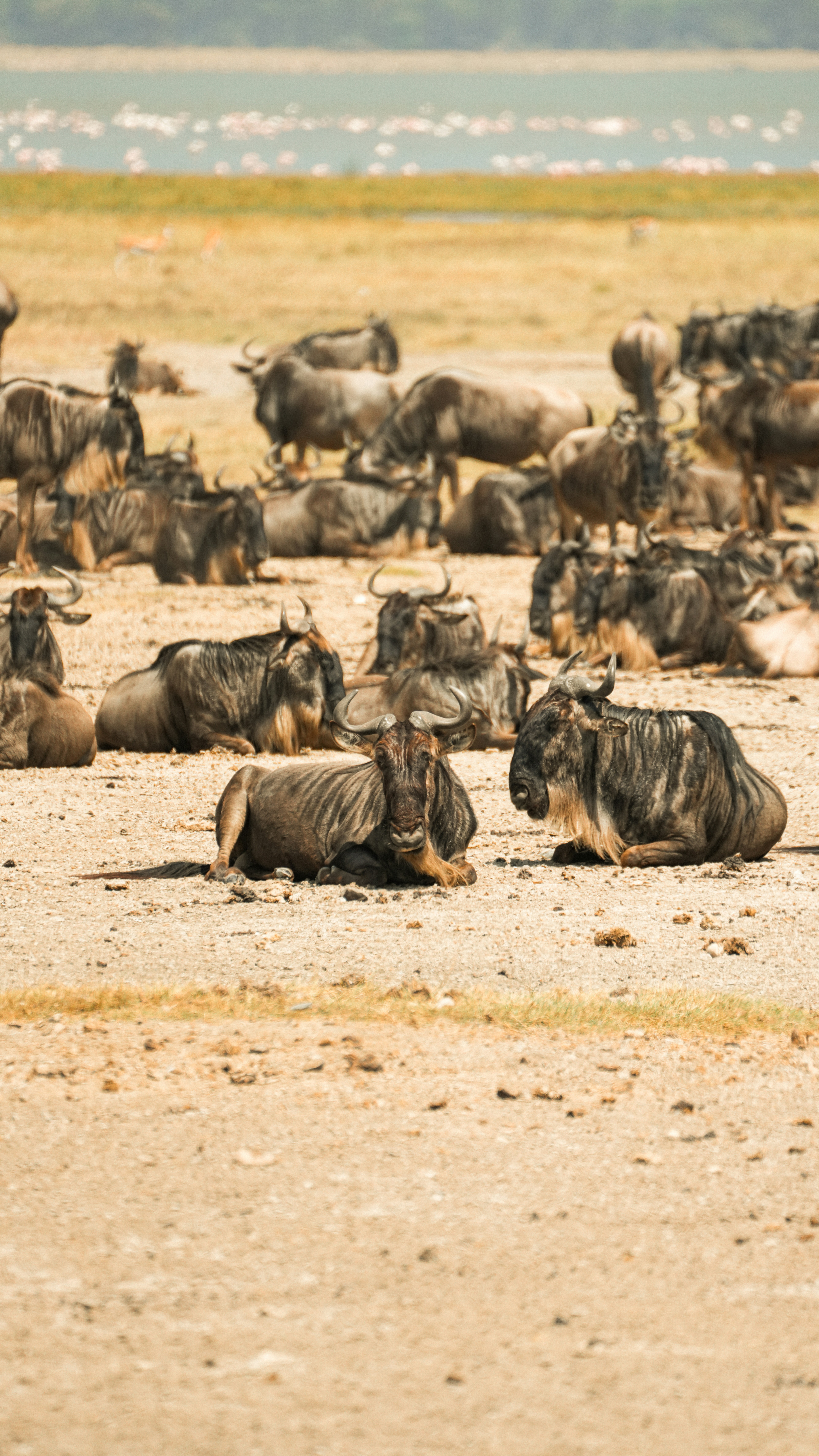 Herd of Cape Zebras Resting on a Dry Plainshore
