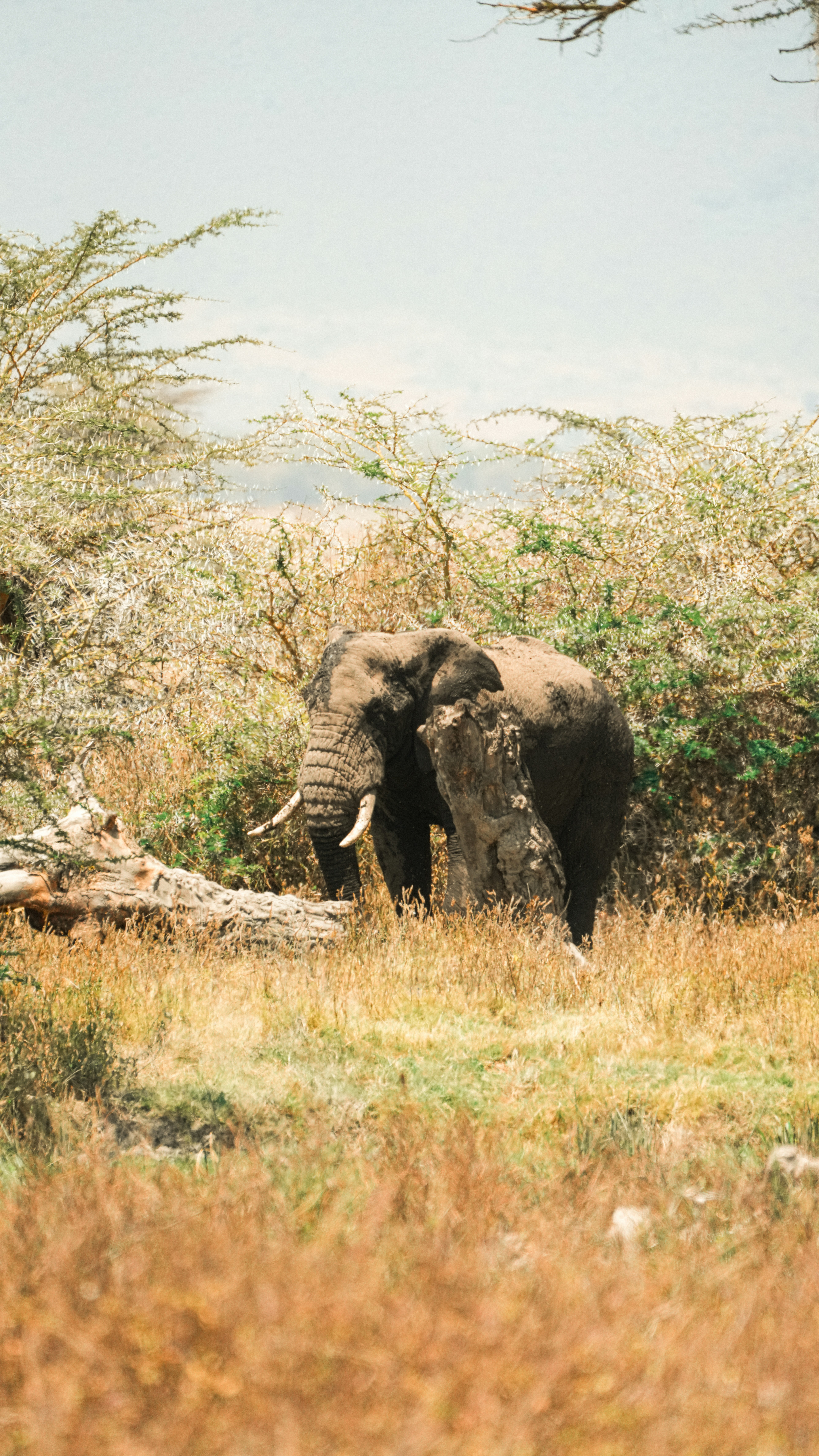 Gentle Giant Amidst the Wilderness