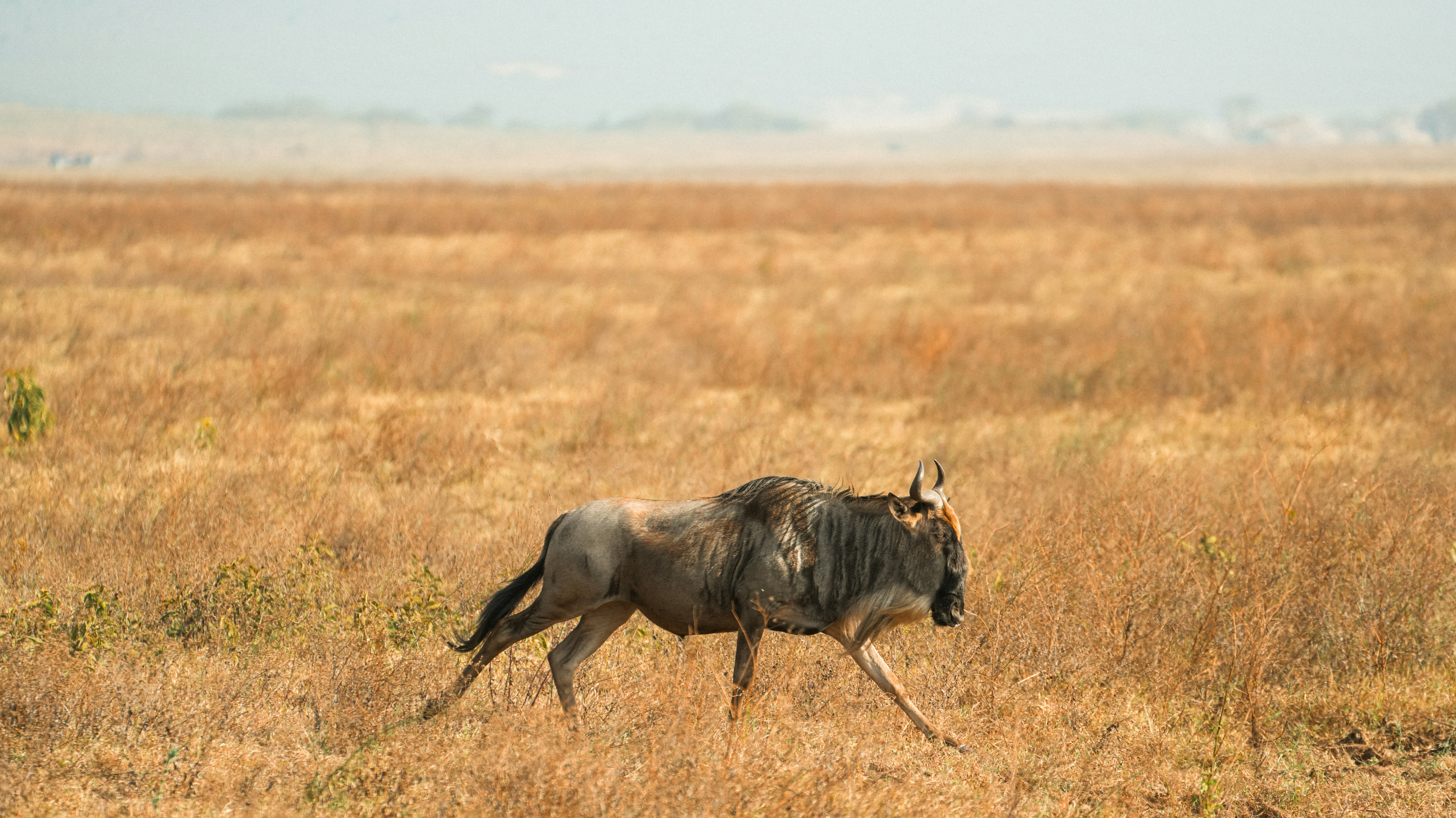 Wildebeest walking across a dry savanna landscape.