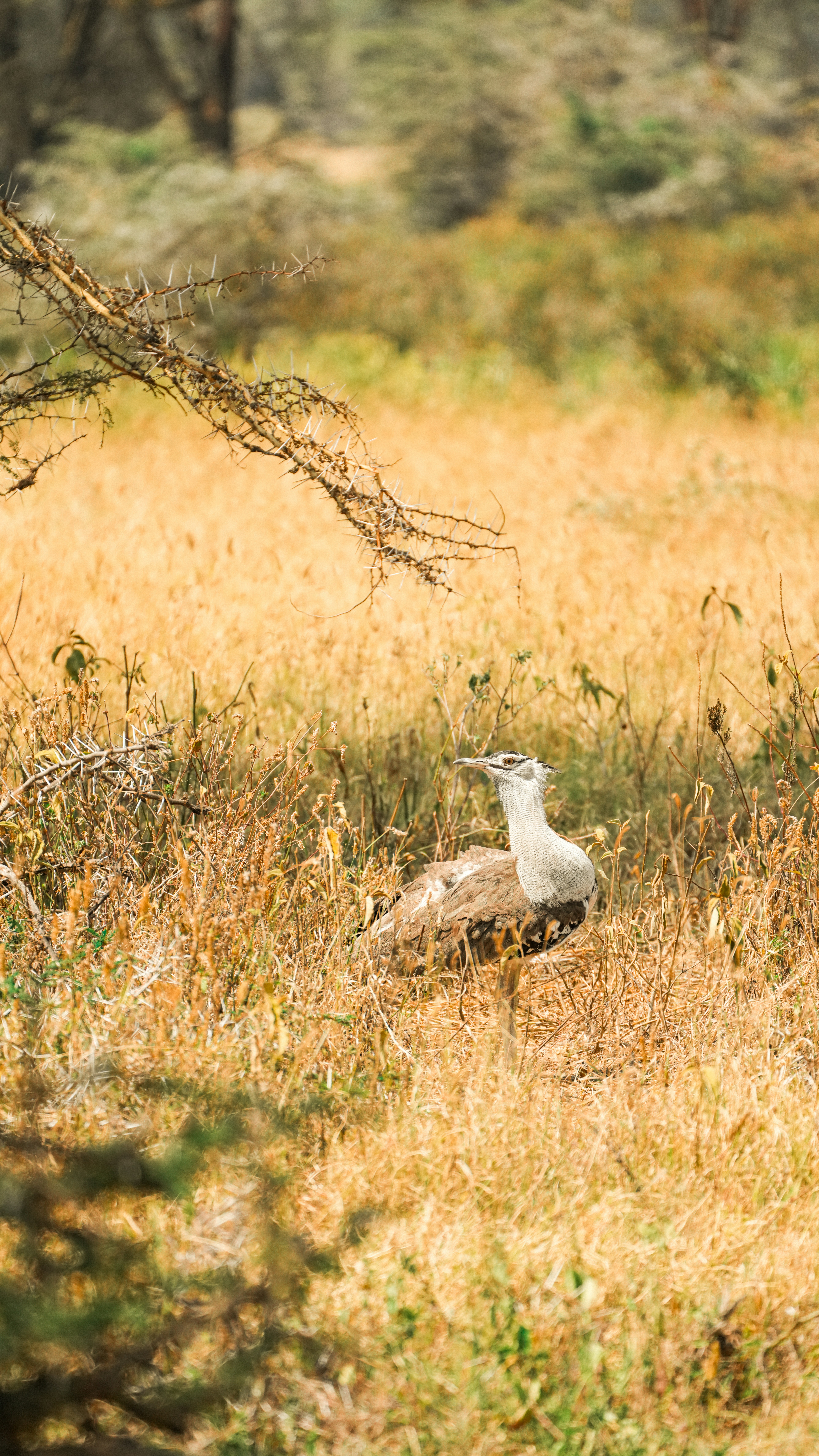 A large bird camouflaged among golden grasses, showcasing its unique features in a natural habitat. The scene captures the essence of wildlife in a serene environment.