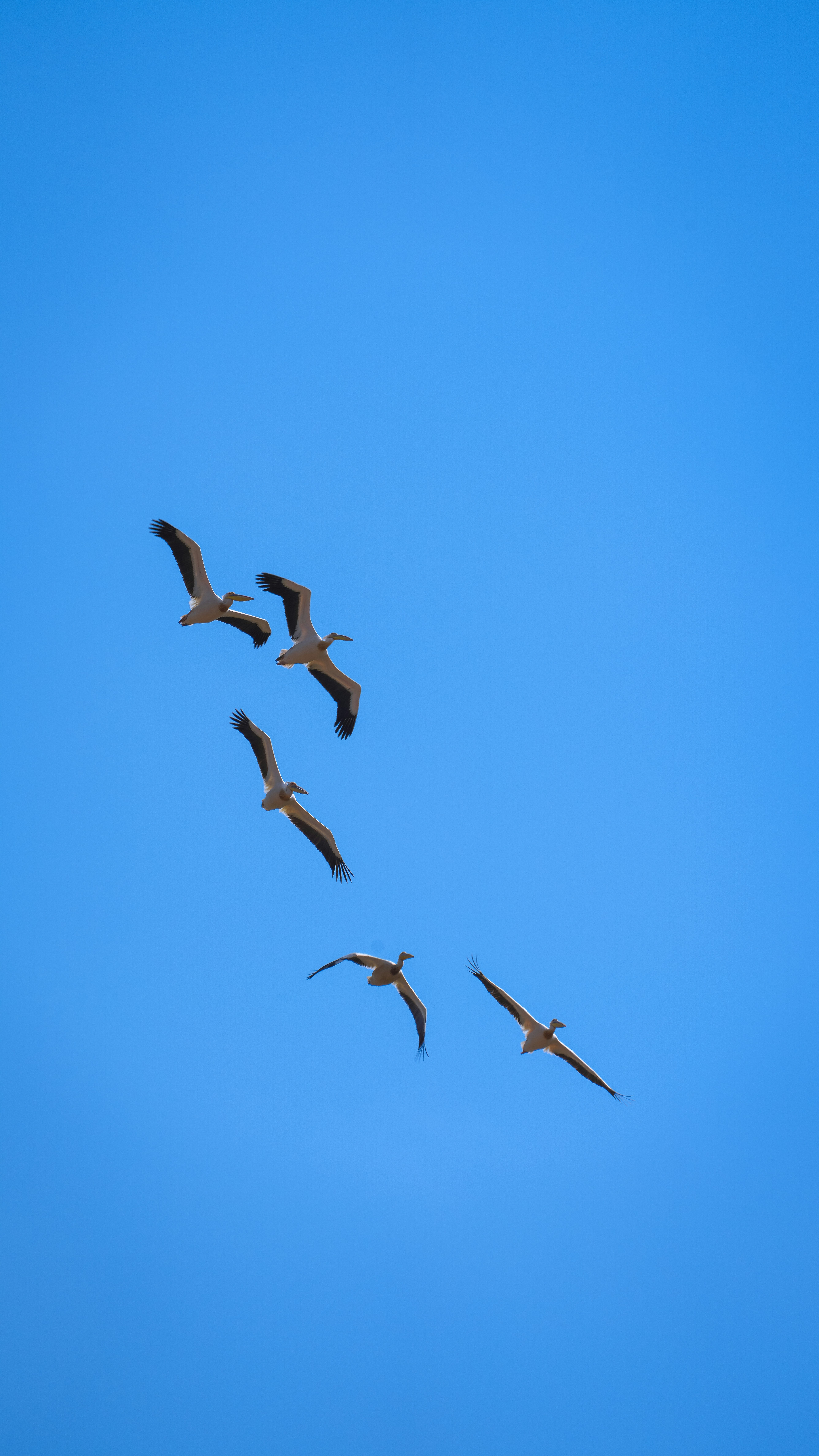 A flock of pelicans soaring in a clear blue sky.