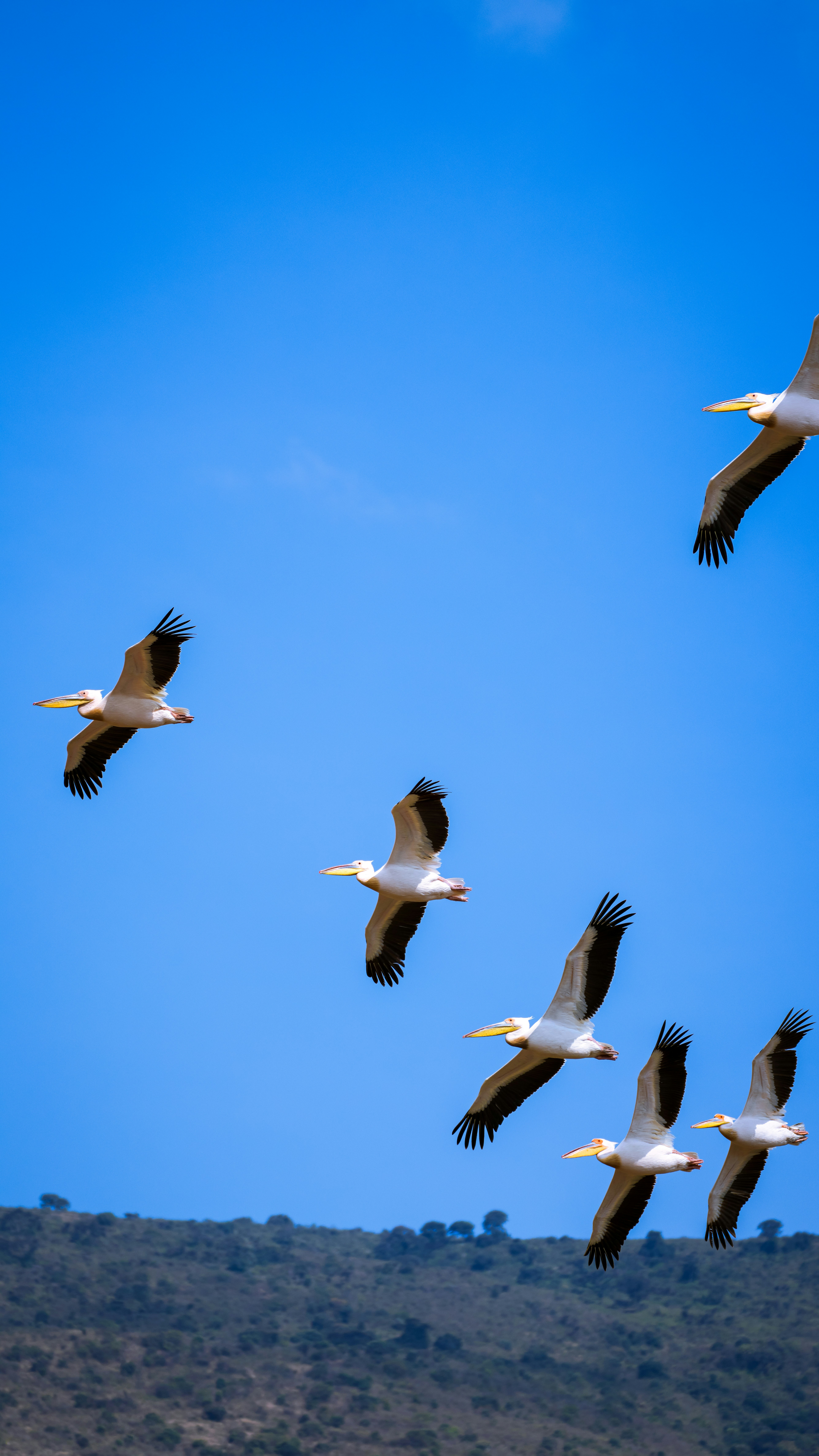 Several pelicans flying in a clear blue sky.