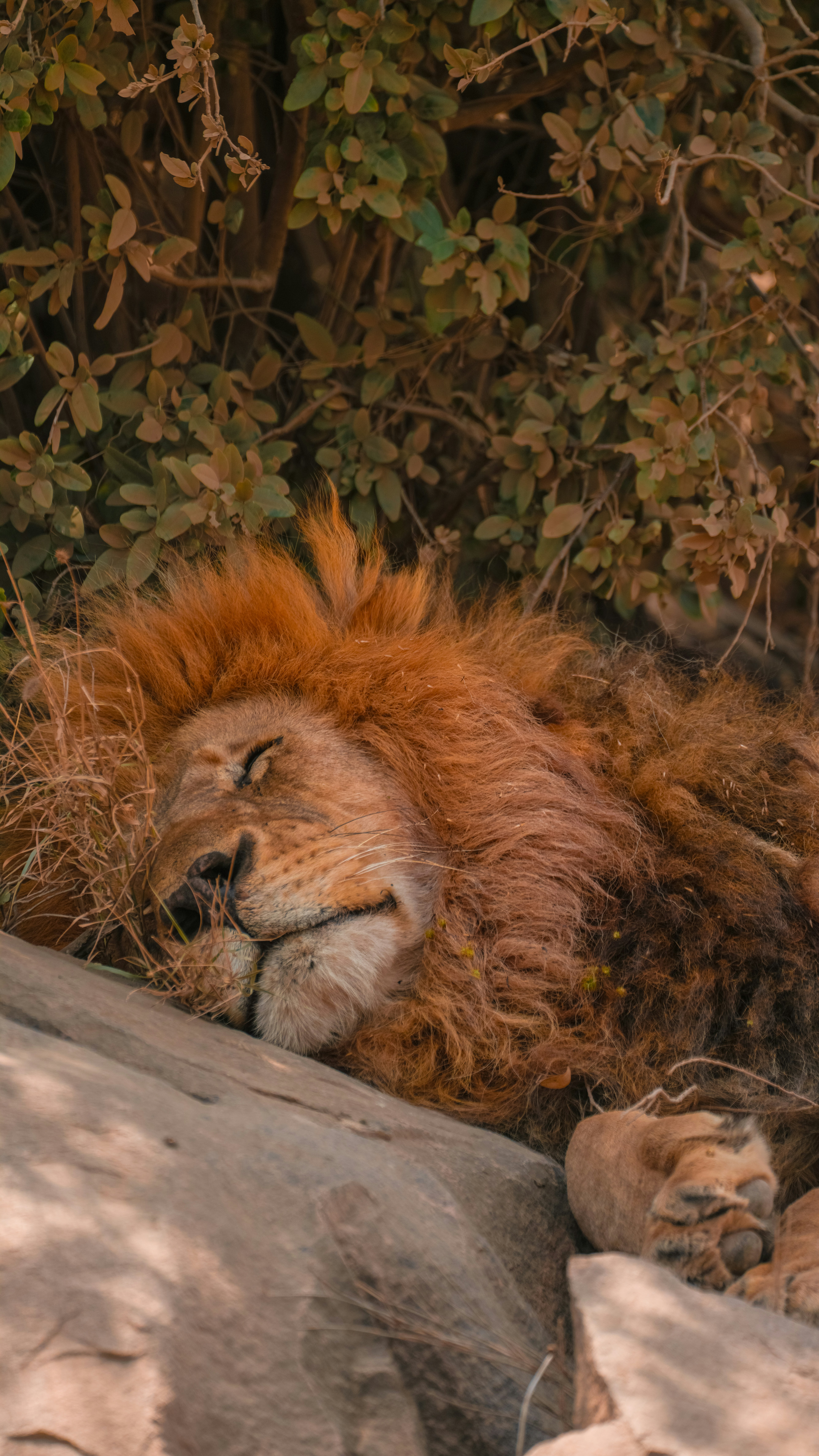 A lion sleeps peacefully on a rock under trees.