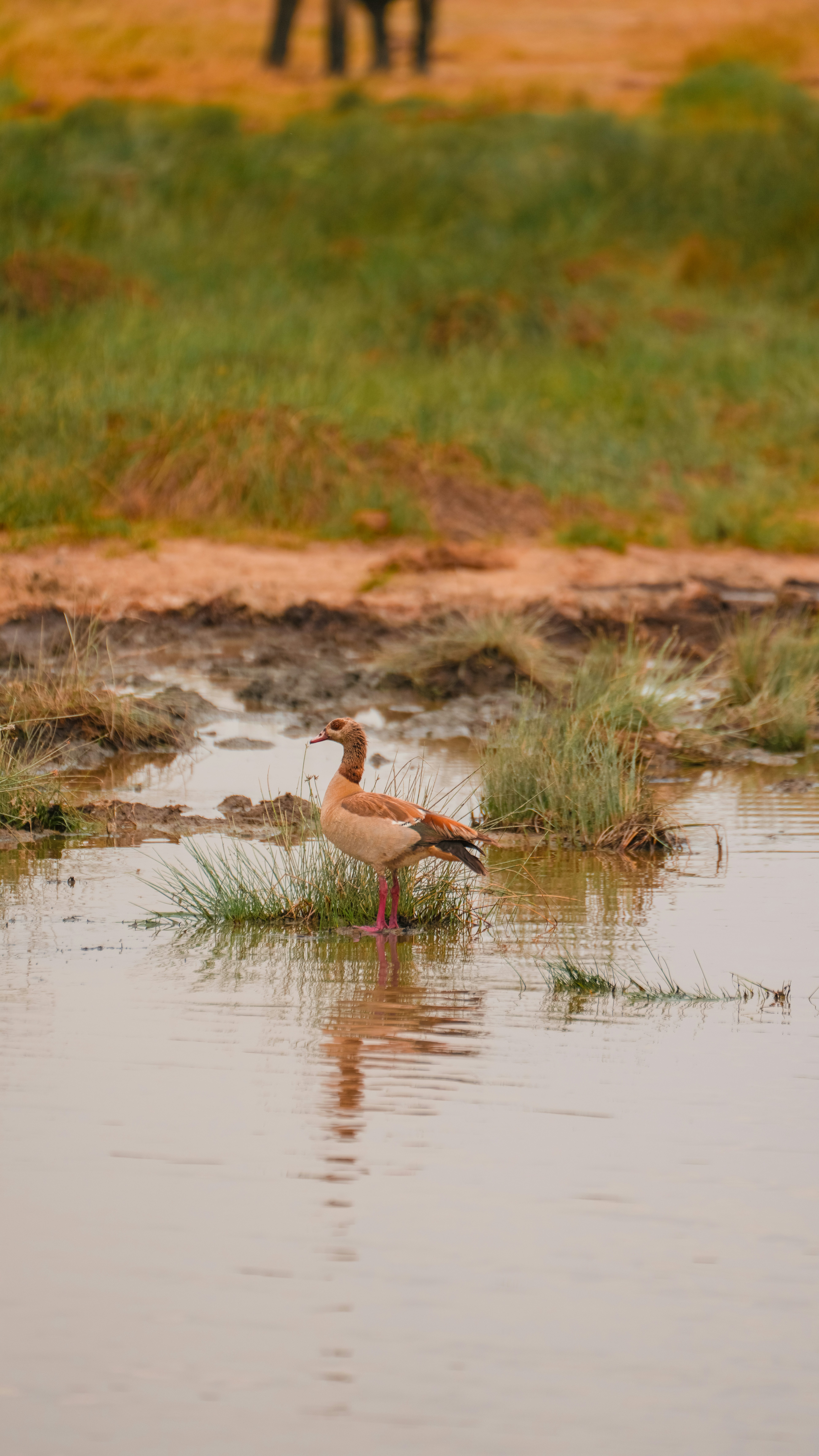 Mudflat Sentinel: A Pink-Legged Wader in Tranquil Reflections