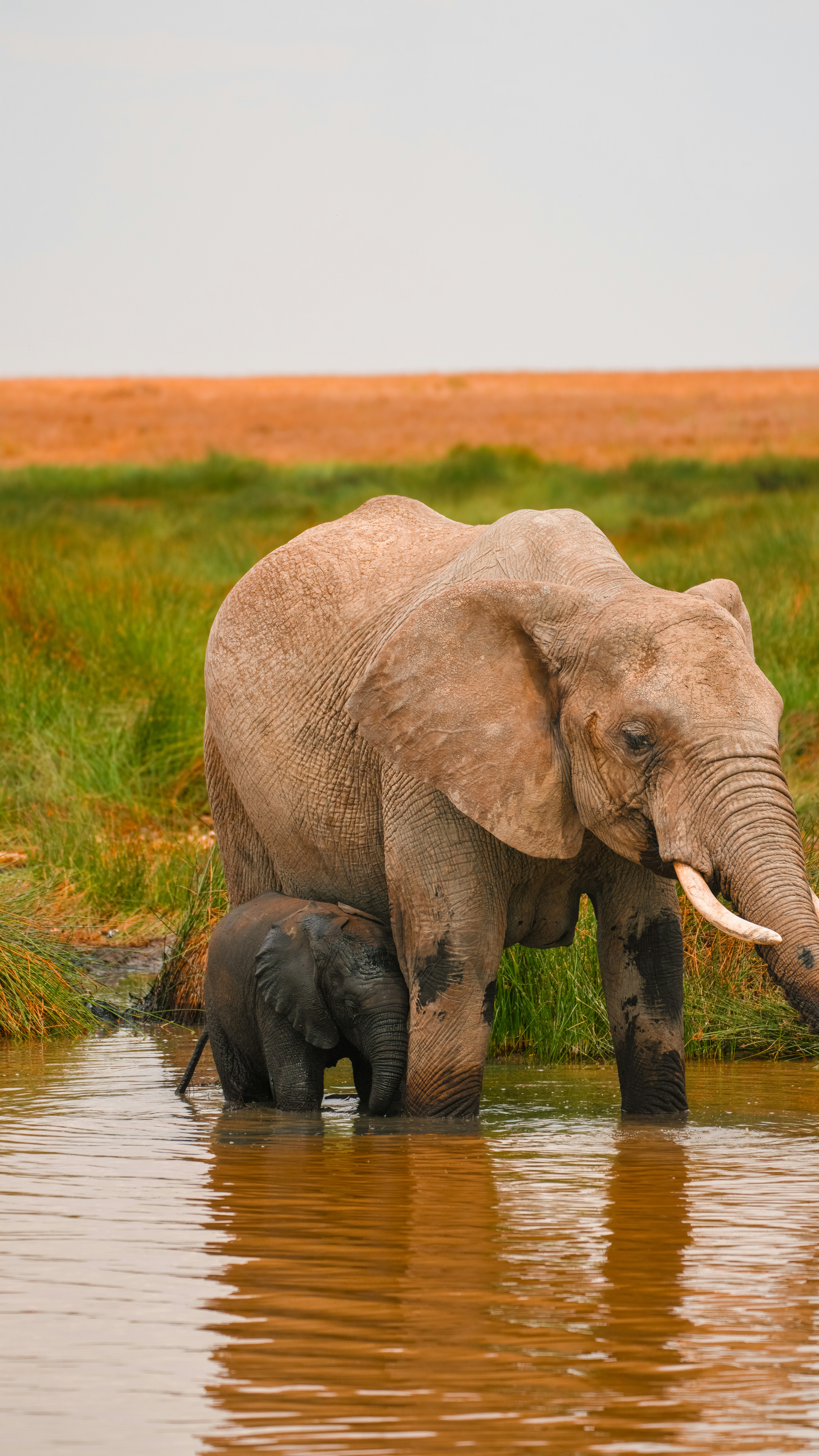 A Gentle Embrace in Nature's Oasis