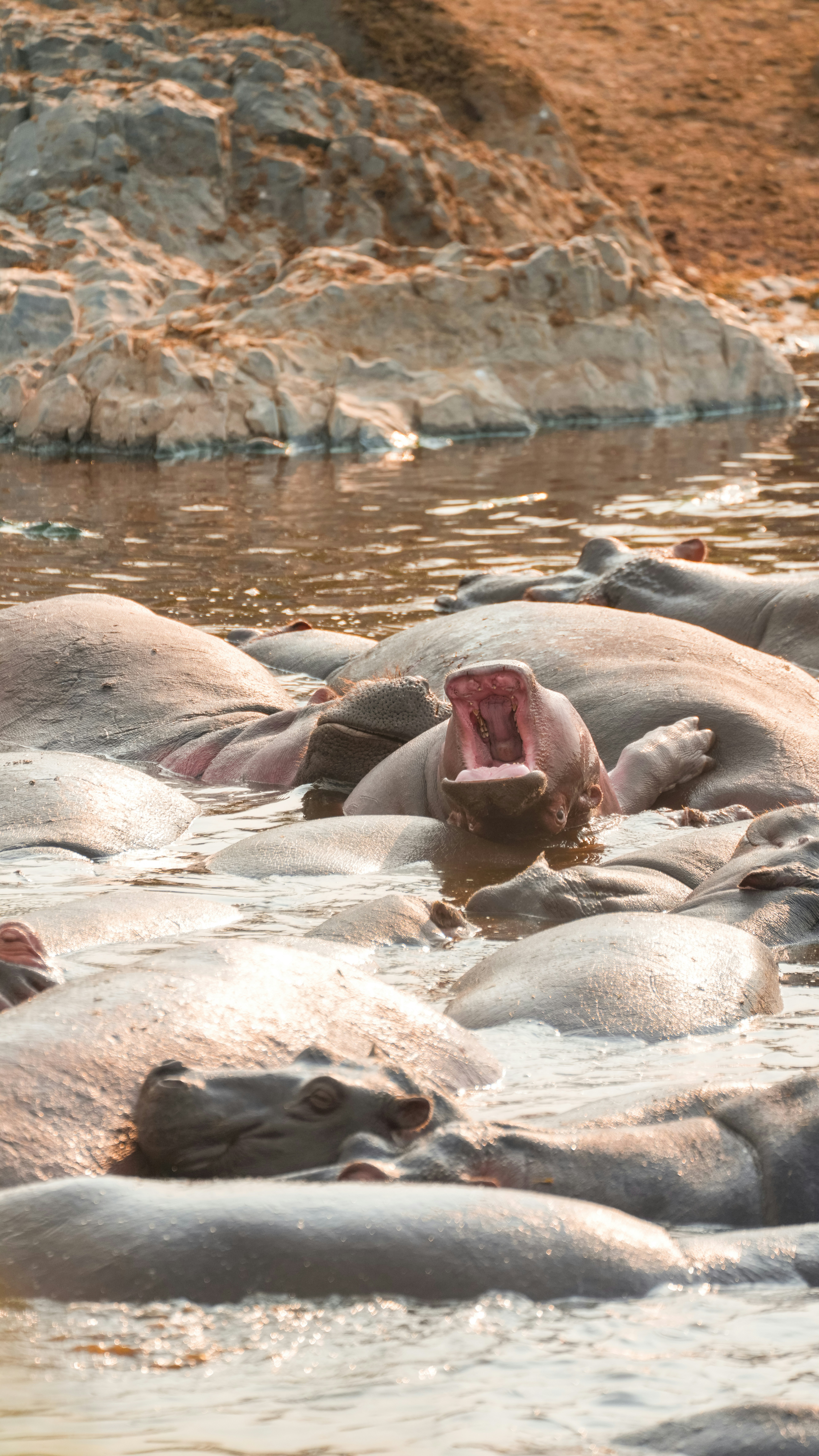 Yawning by the River: Sunlit Hippos Rest on Warm River Rocks
