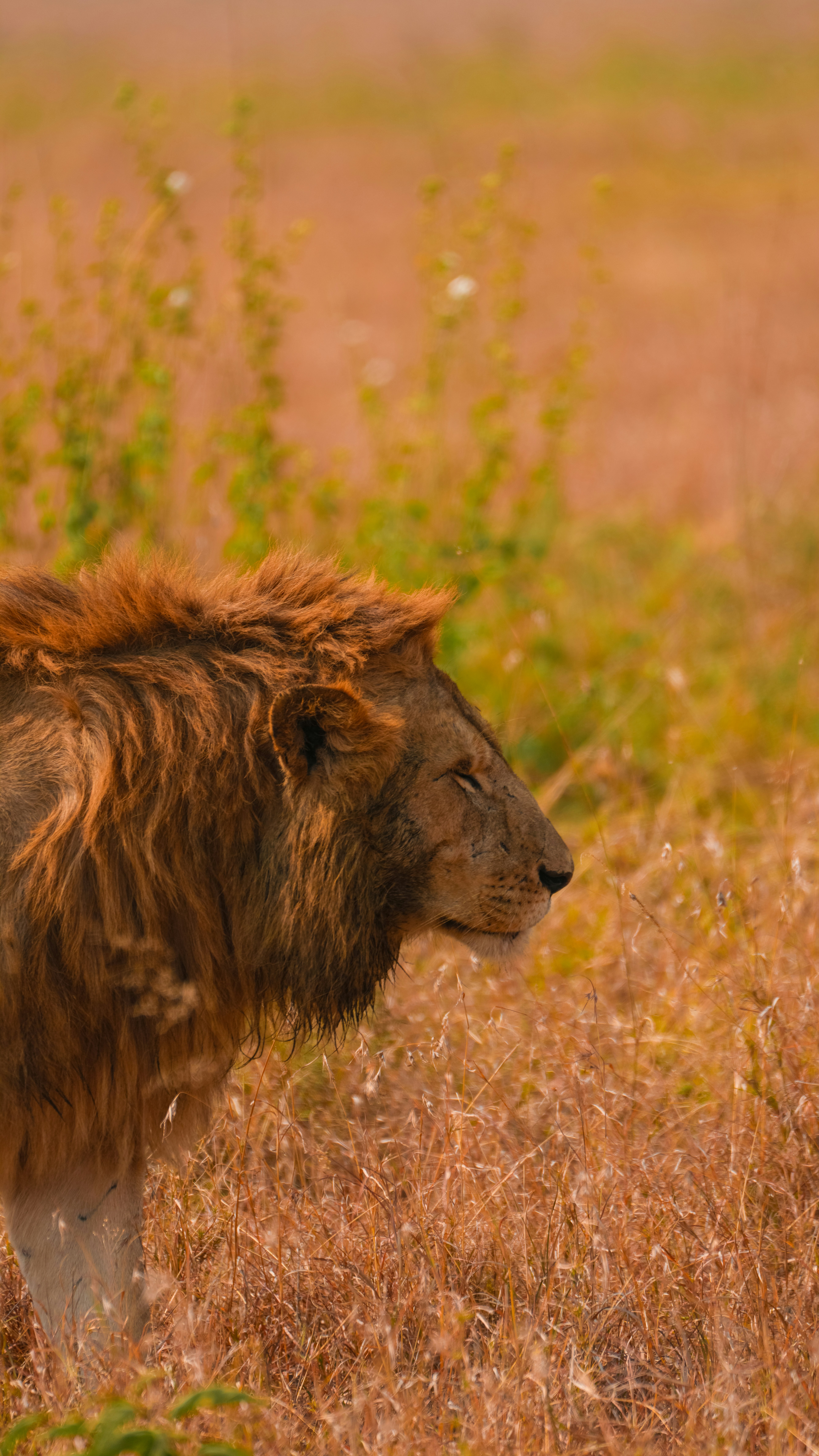 Sunlit Pridelands: A Lion's Listen in Tiger Grass