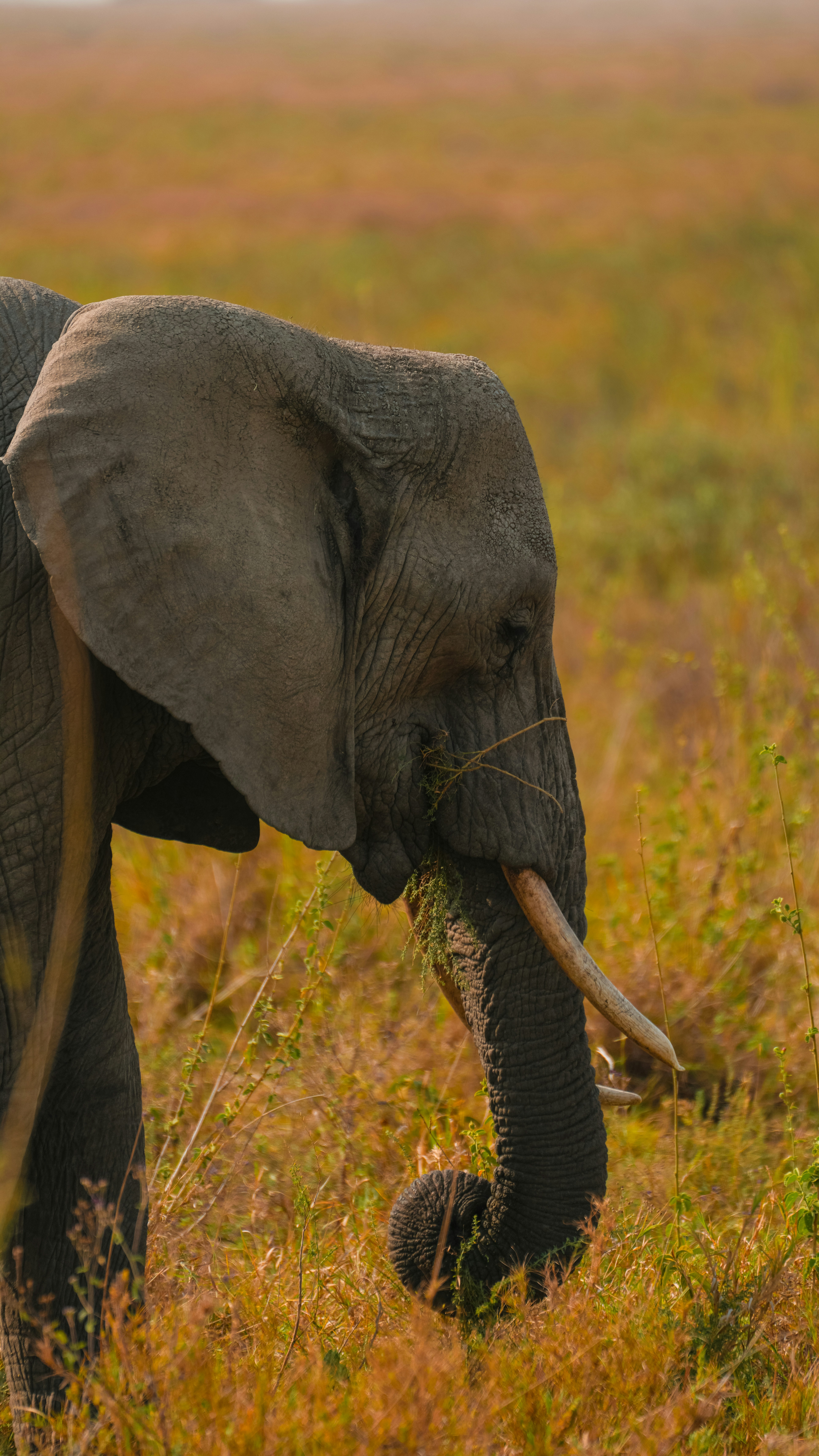 Elephant foraging in a field of golden grasses during the early morning light.