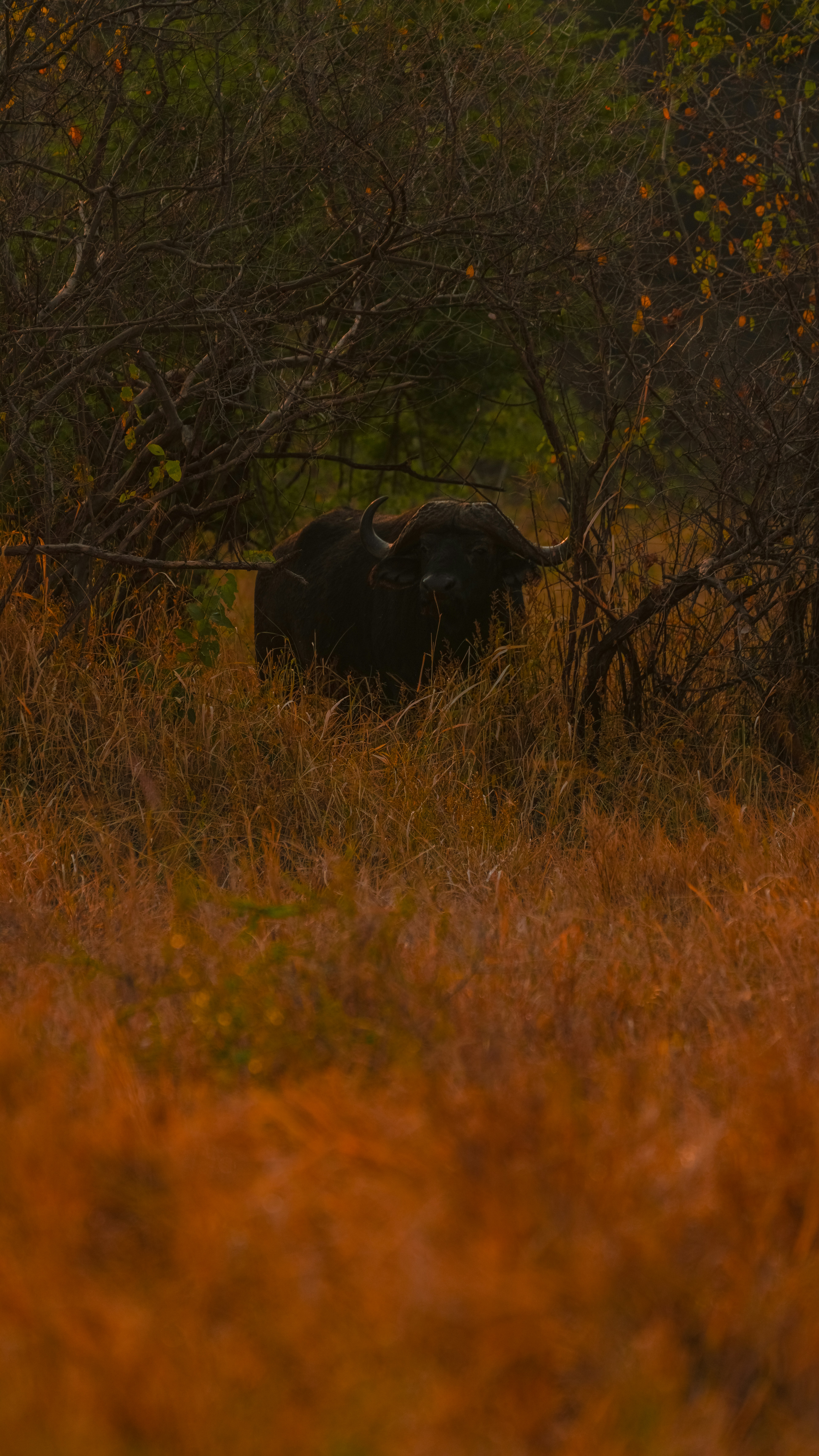 A dark buffalo partially obscured by tall grasses and branches in a golden-hued landscape.