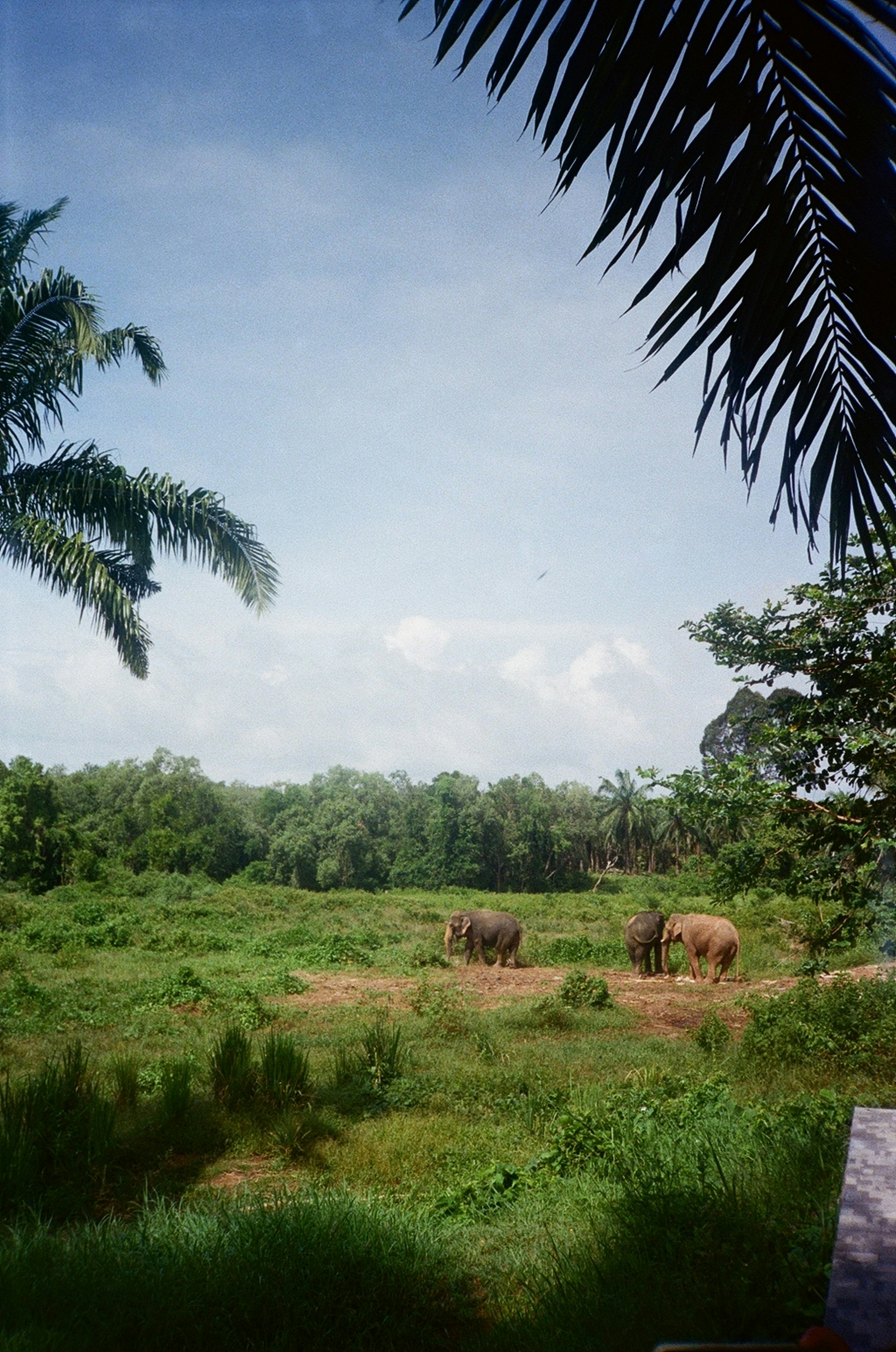 Two elephants in a lush green field with trees.