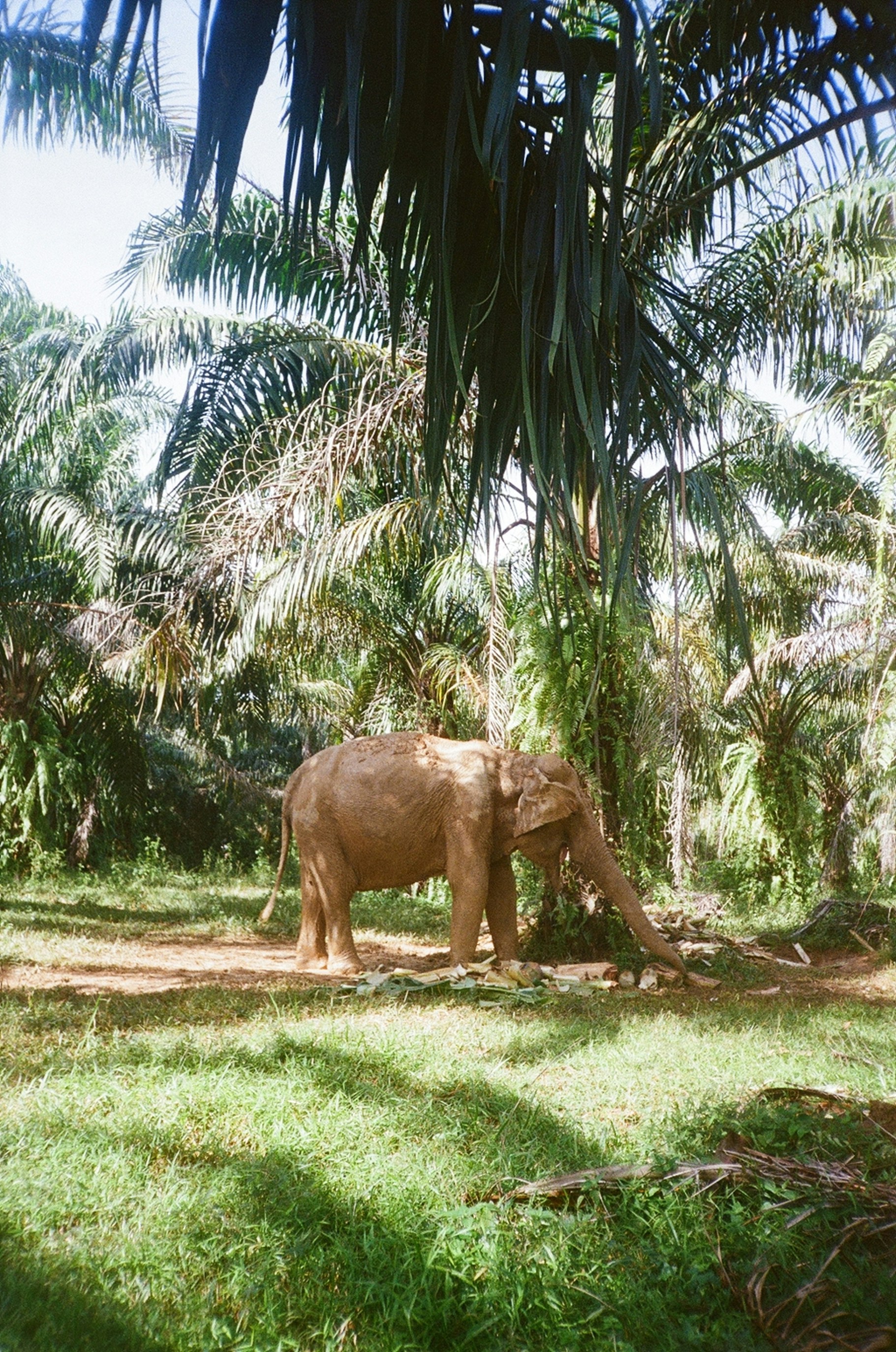An elephant stands in a lush green jungle clearing.