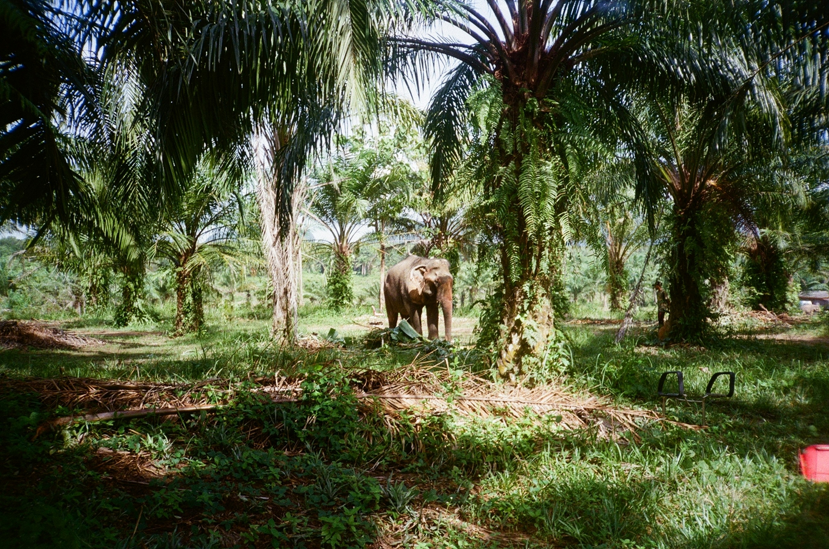 Elephant standing in a palm tree forest