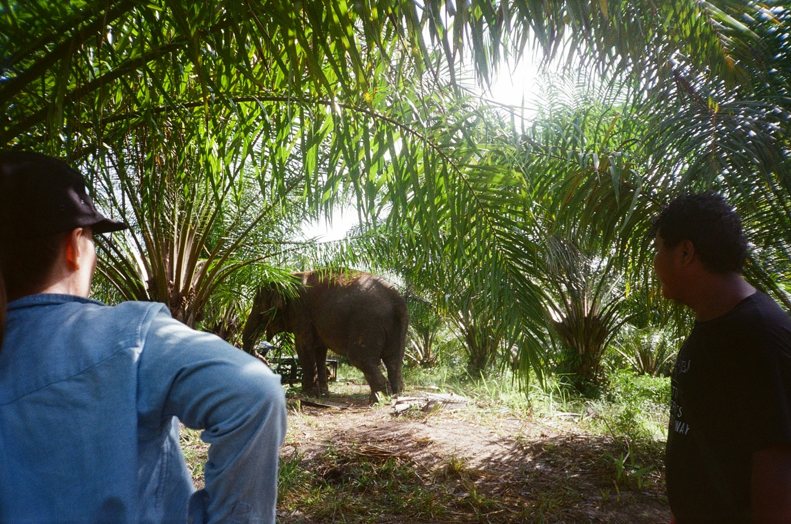 People watch an elephant in a palm tree forest. photo – Free Animal ...
