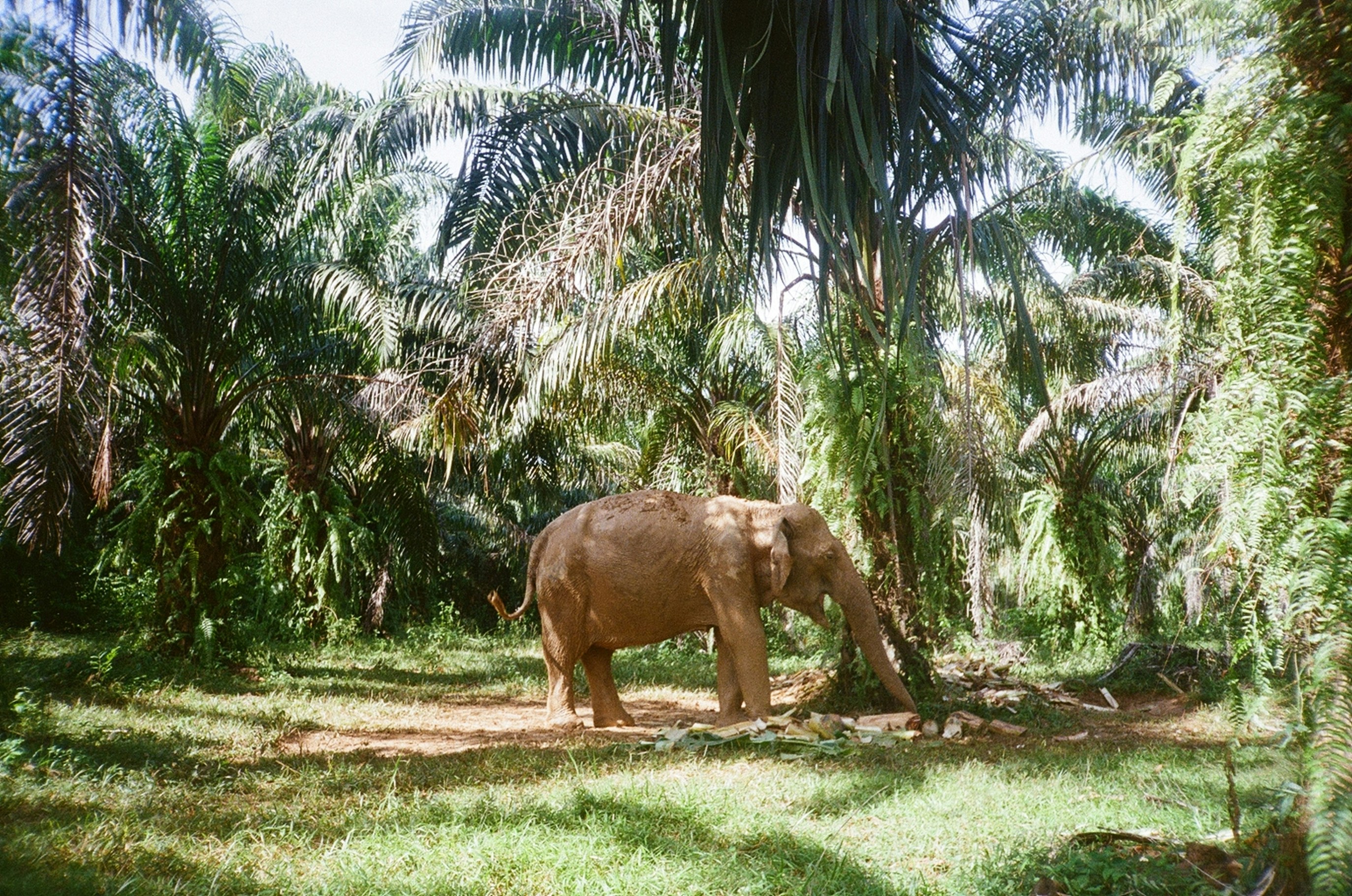 Elephant eating leaves in a lush palm forest