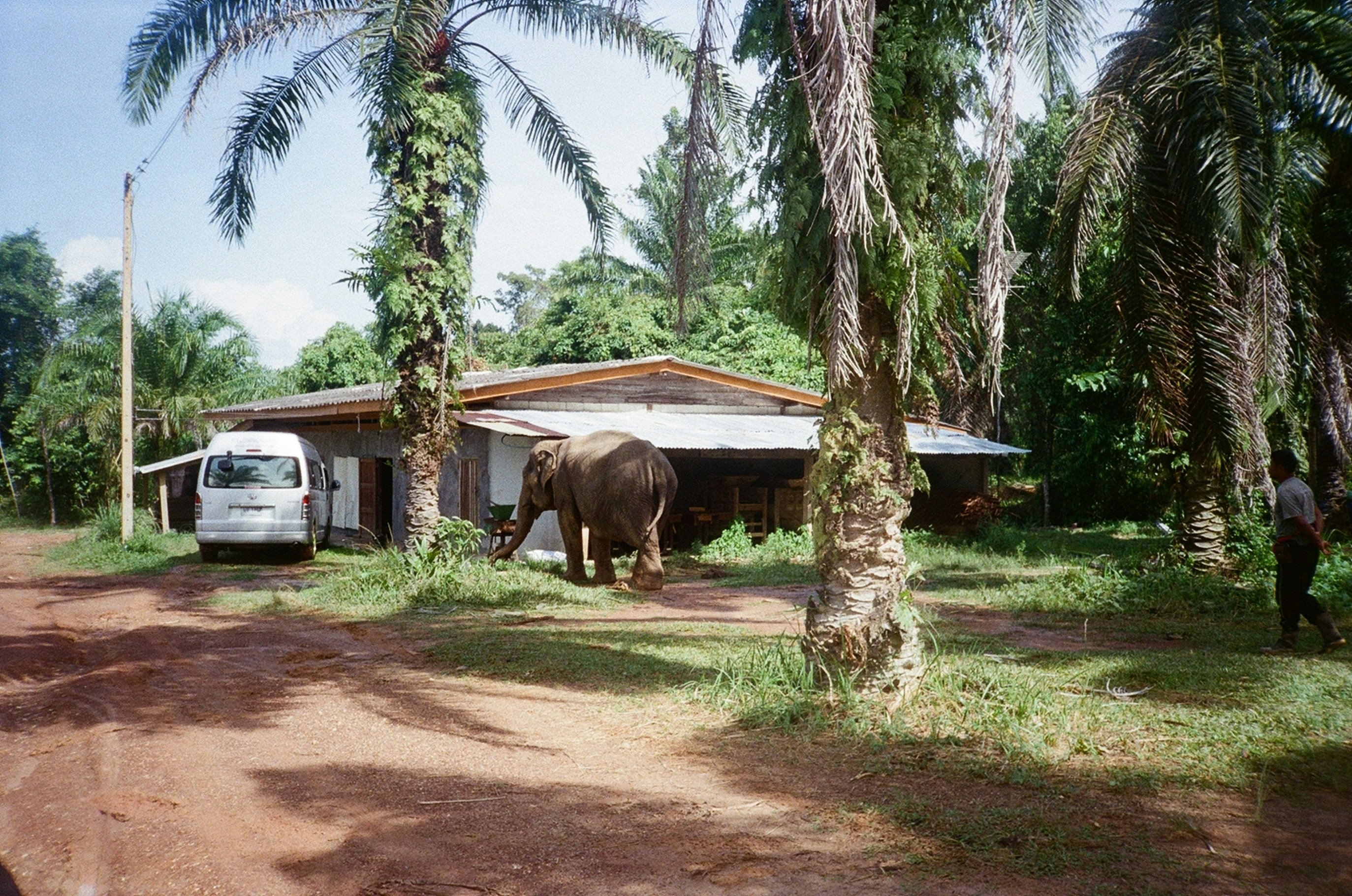 An elephant casually walks past a rustic building surrounded by palm trees, showcasing the coexistence of wildlife and human habitation.