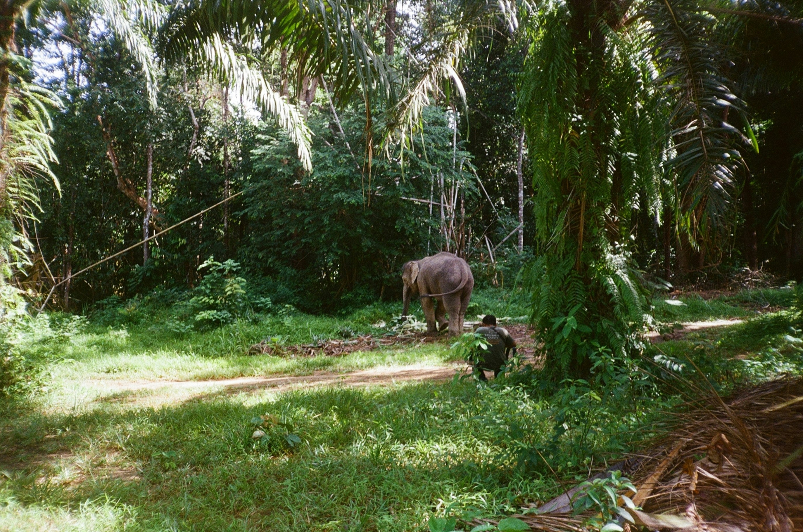 Elephant walking on path in lush green jungle