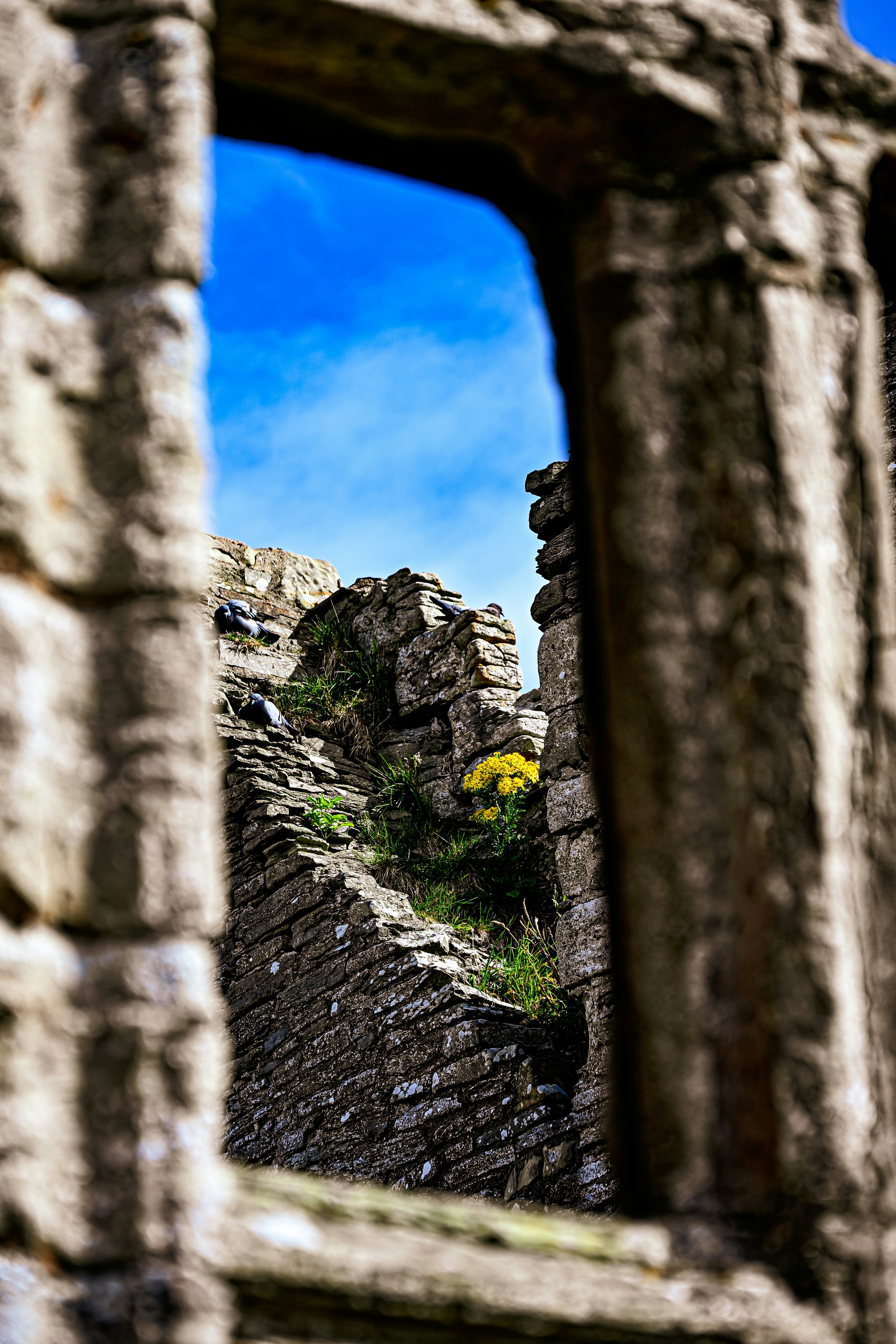 Through a Weathered Frame: Yellow Bloom Amid Ruins Under a Cobalt Sky