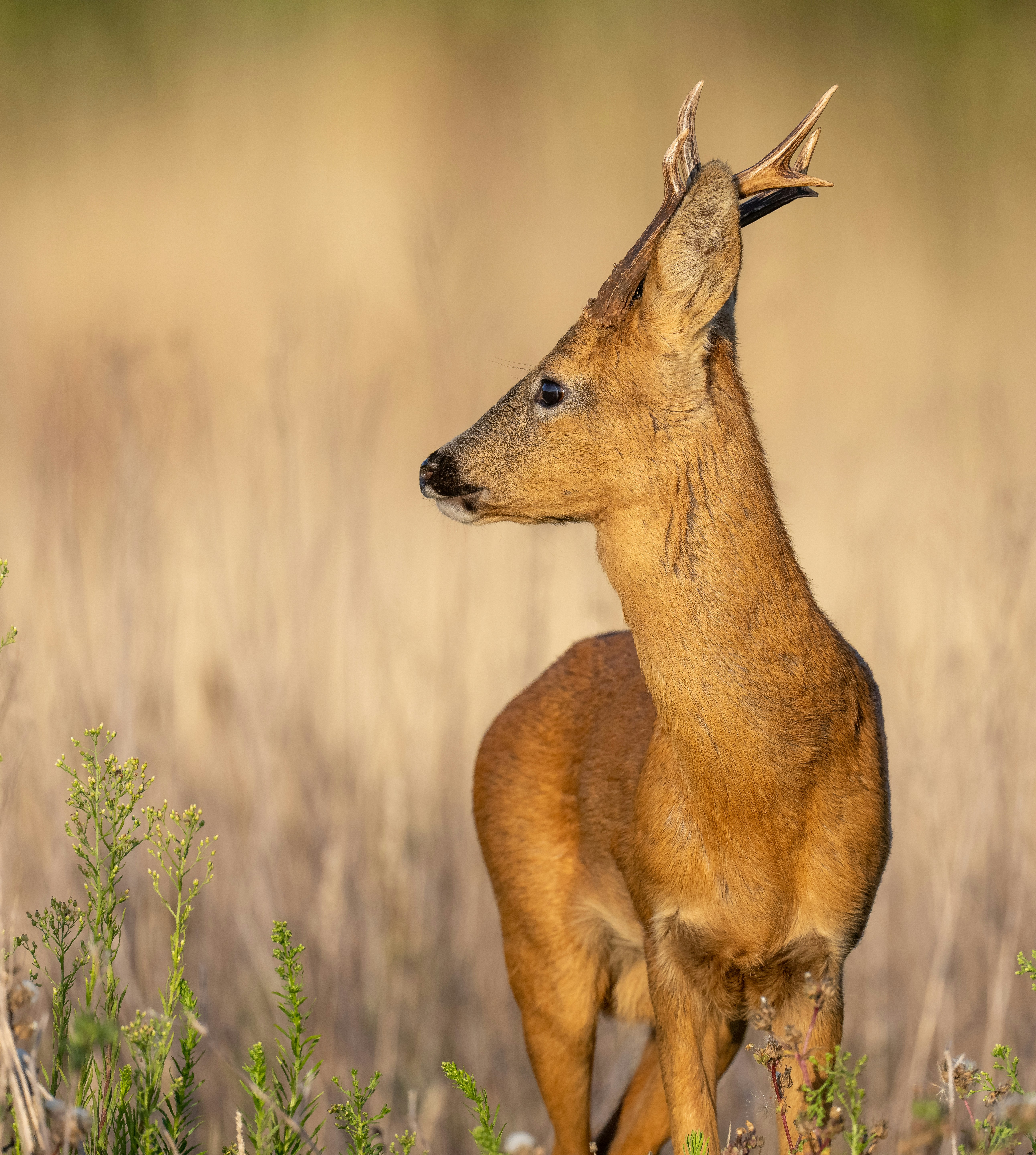 A young deer stands in a dry grassy field.