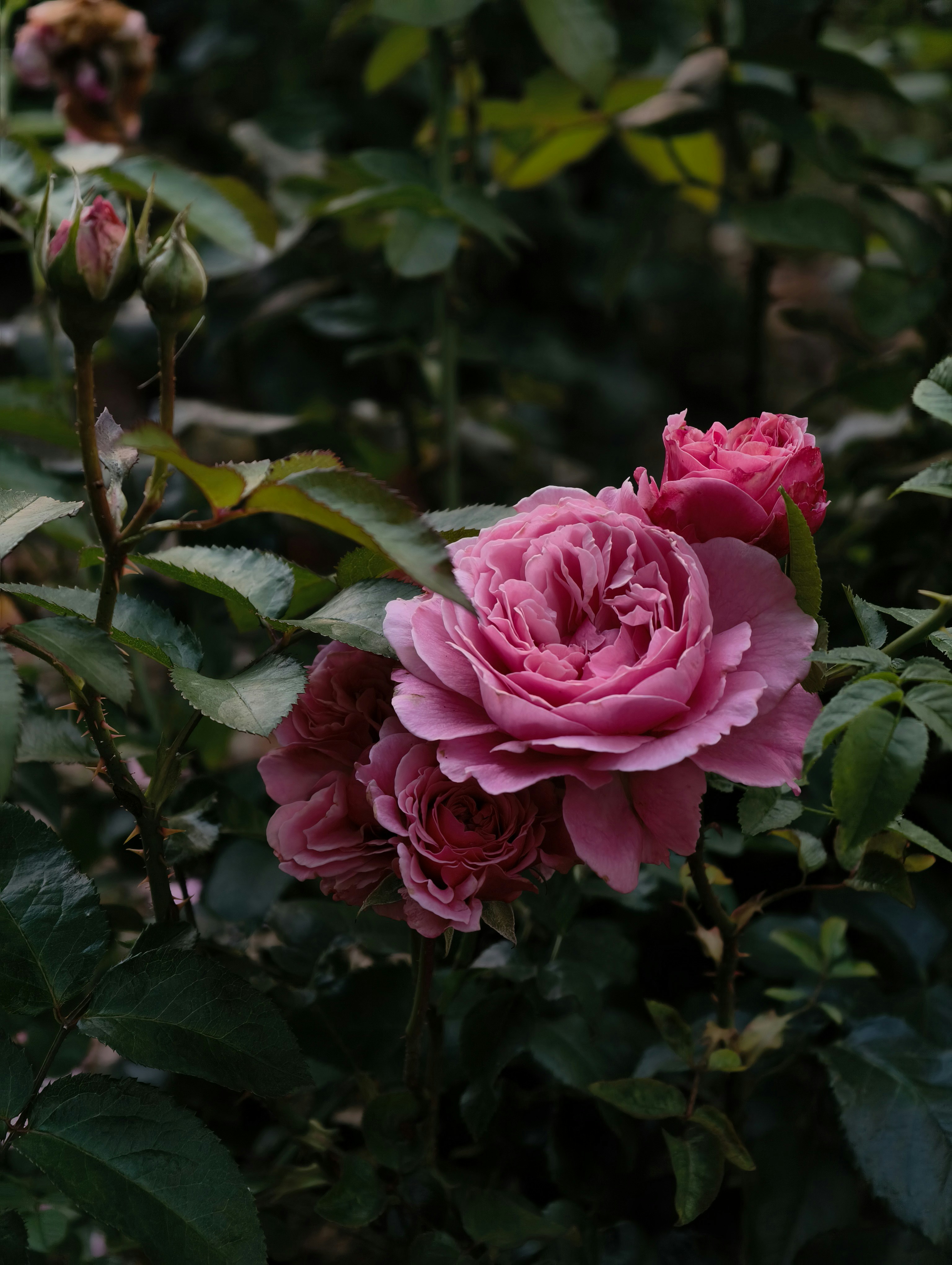 Delicate pink roses nestled among lush green foliage, showcasing their intricate petals and vibrant hues.