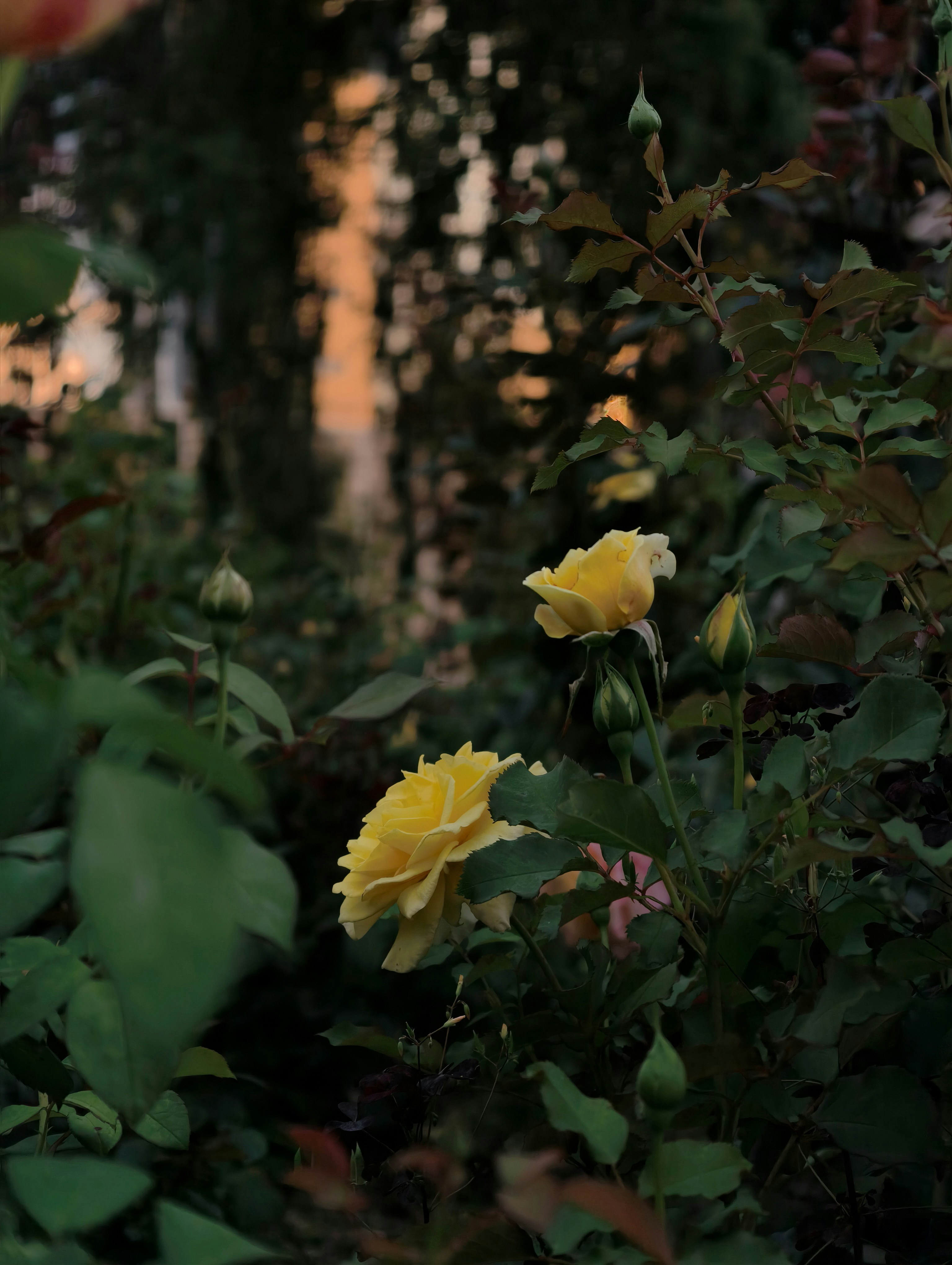 A vibrant yellow rose surrounded by lush greenery, illuminated by soft evening light, evoking a serene garden atmosphere.