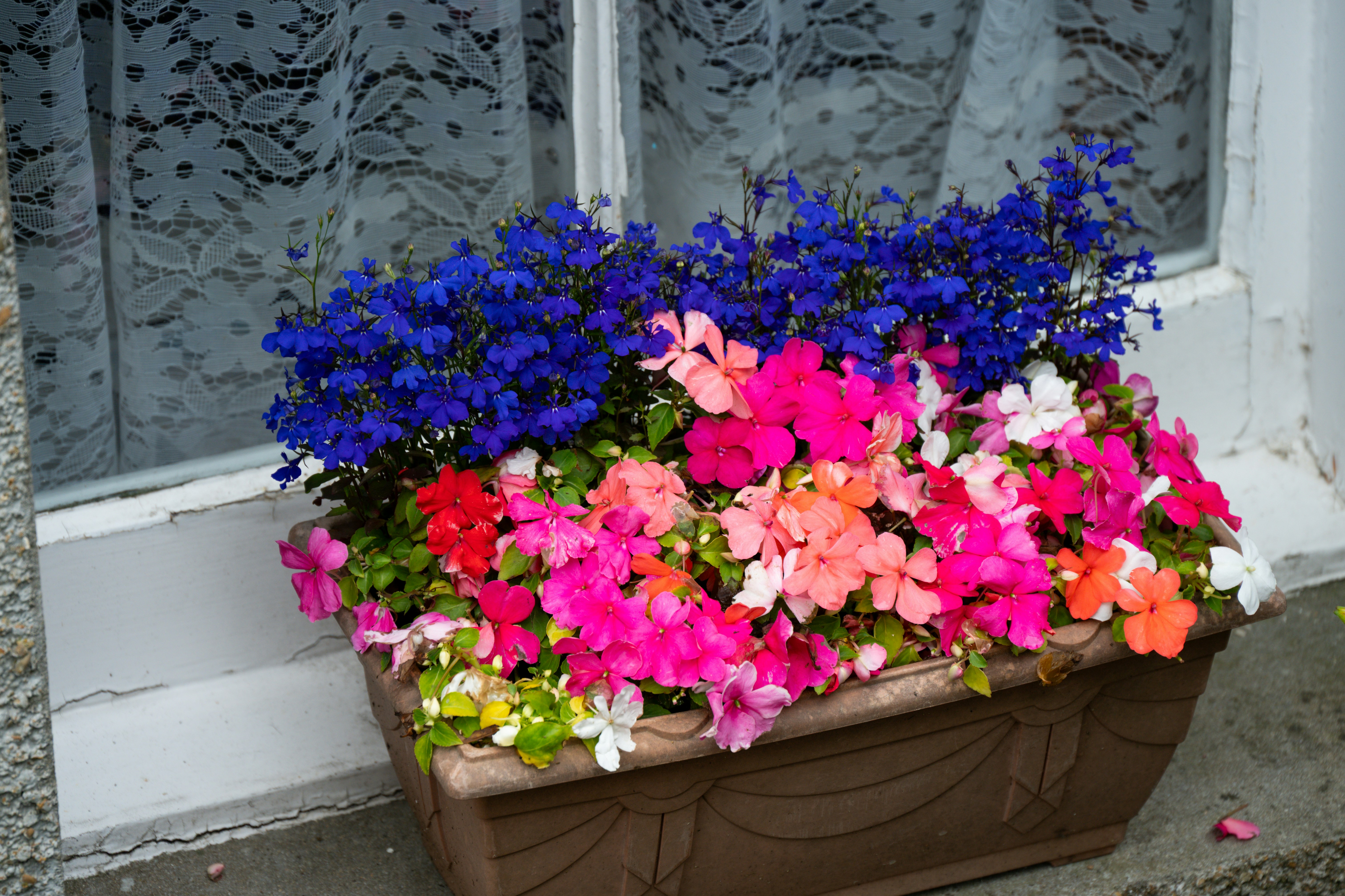 A Vibrant Floral Mosaic