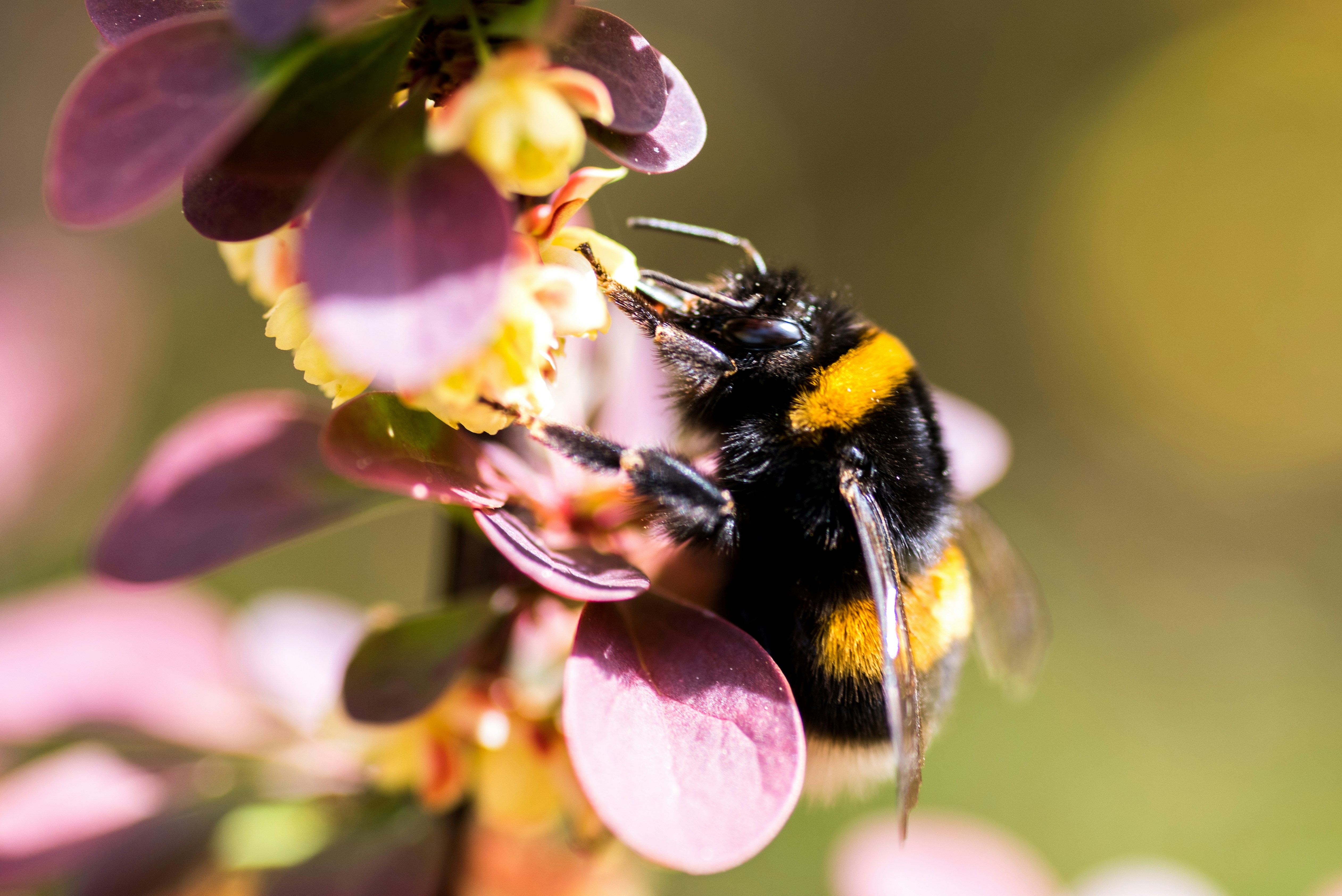 Bumblebee feeding on a flower