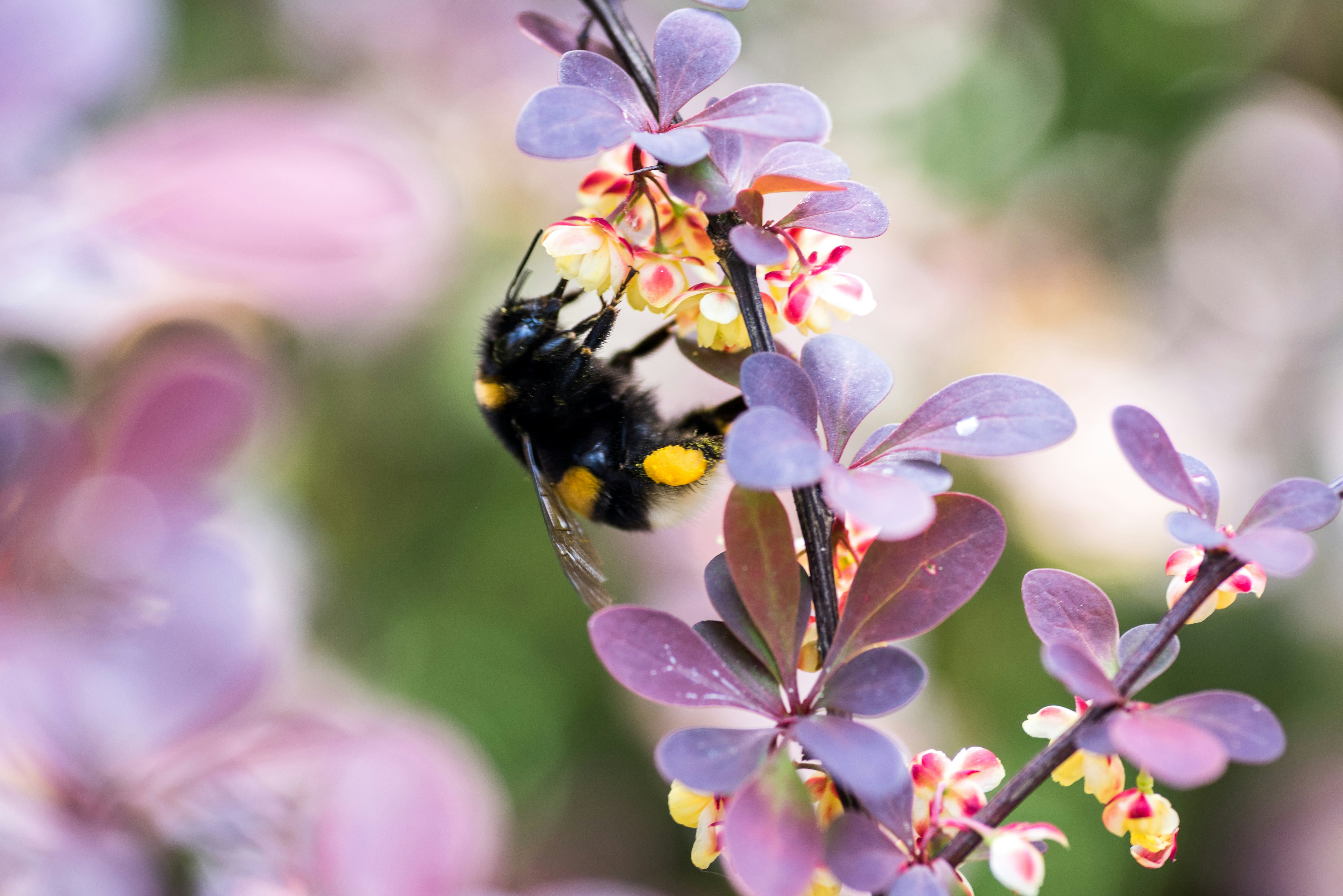 A bumblebee forages among delicate pink and yellow flowers, highlighting the intricate relationship between pollinators and flora.