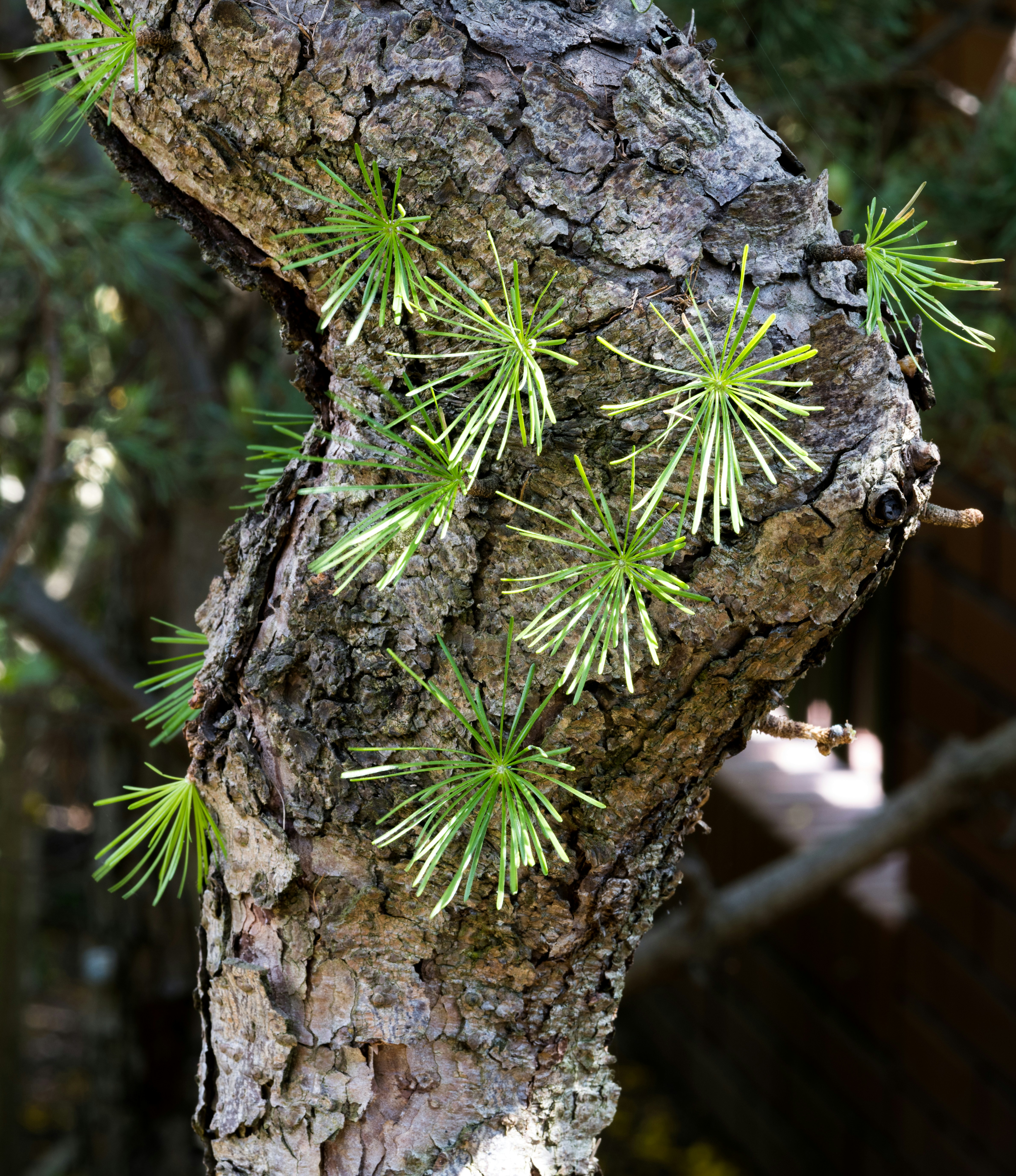 New pine needles sprout from a textured tree trunk.