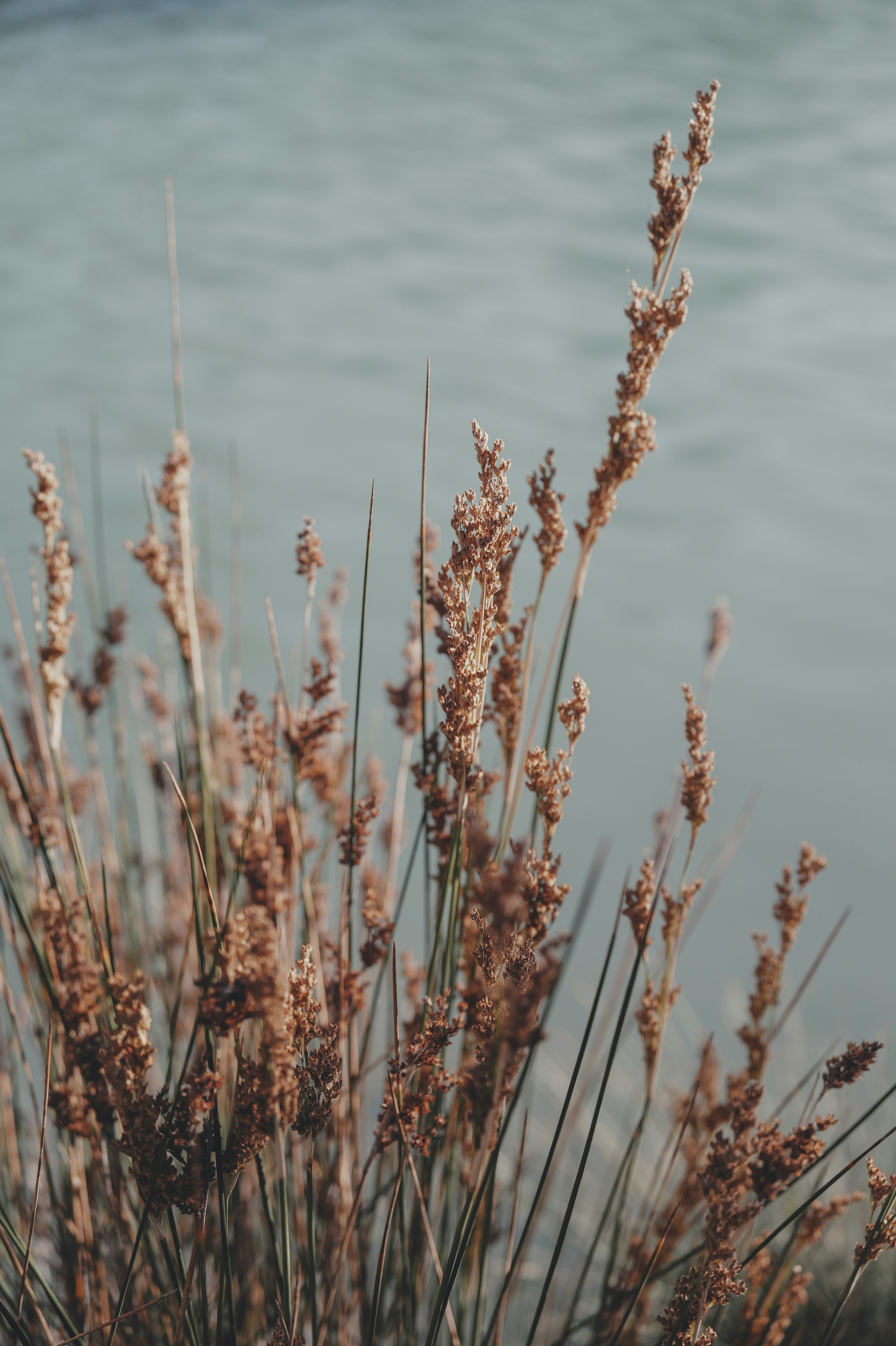 Dried riverbank reeds gently swaying in the breeze, with soft water ripples in the background. A quiet, minimalistic nature moment. | Dry grass stalks with a blurred water background.