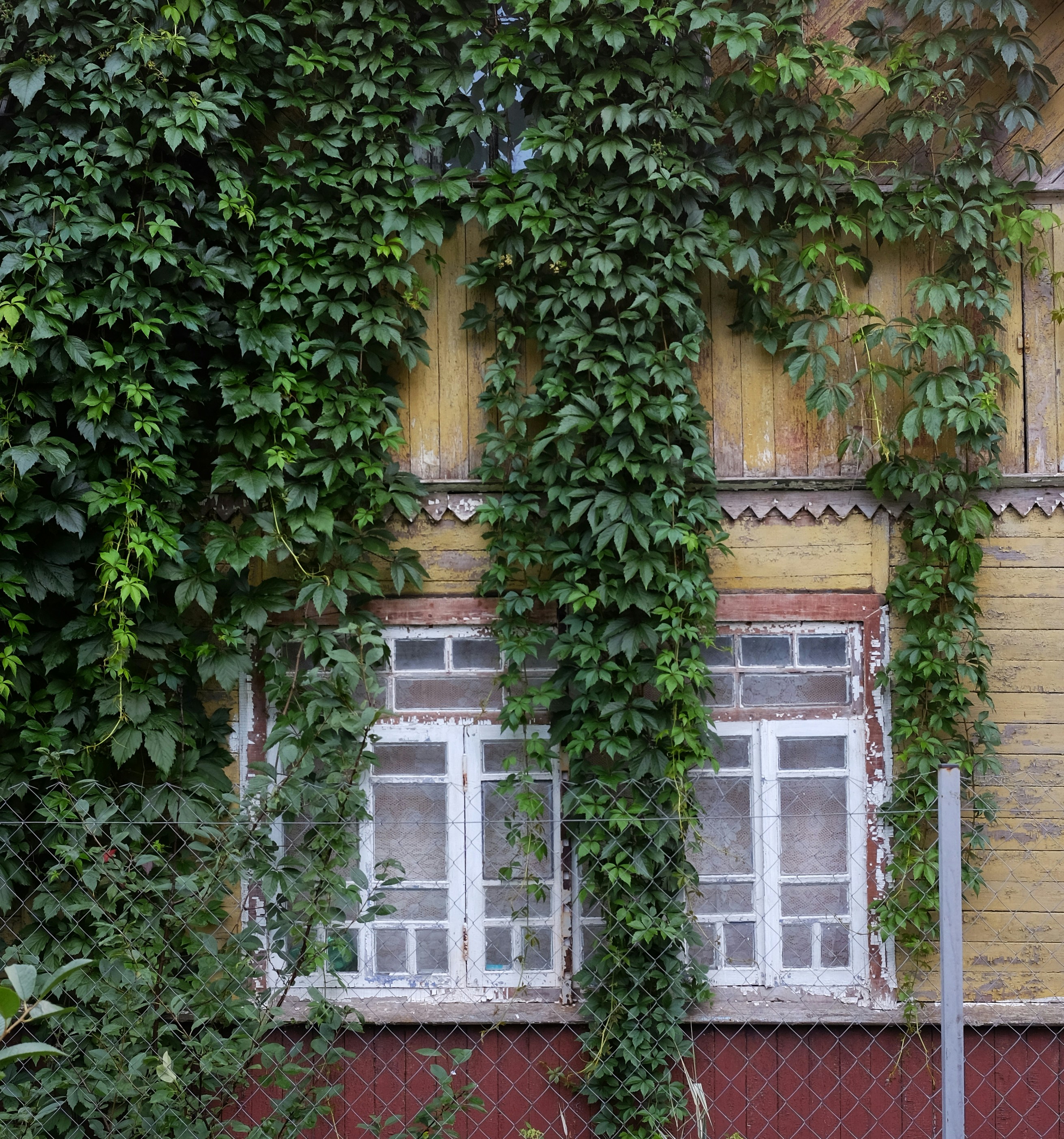 Nature's Embrace on Weathered Walls