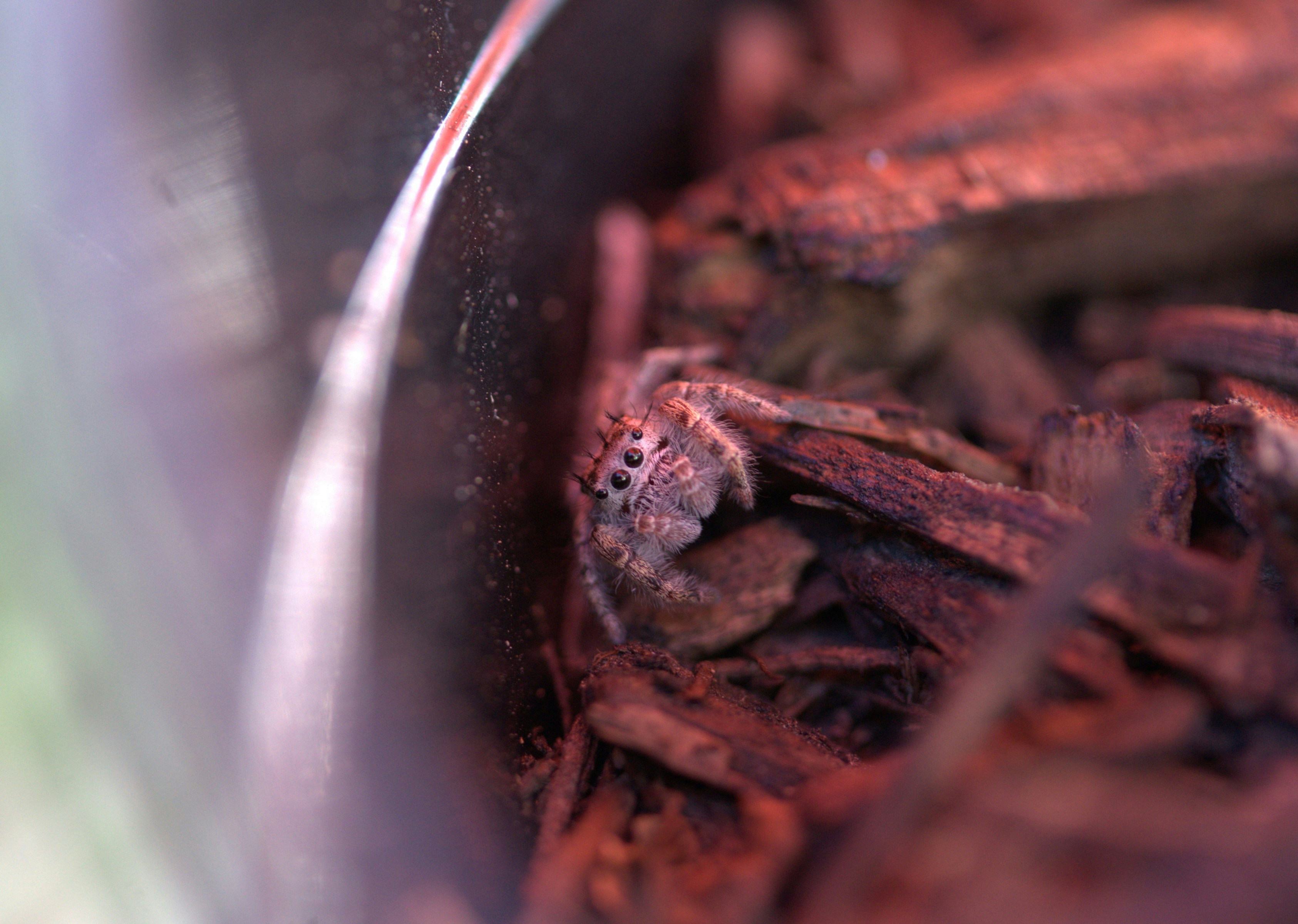 A small spider peeking from behind wood chips. photo – Free Spider ...