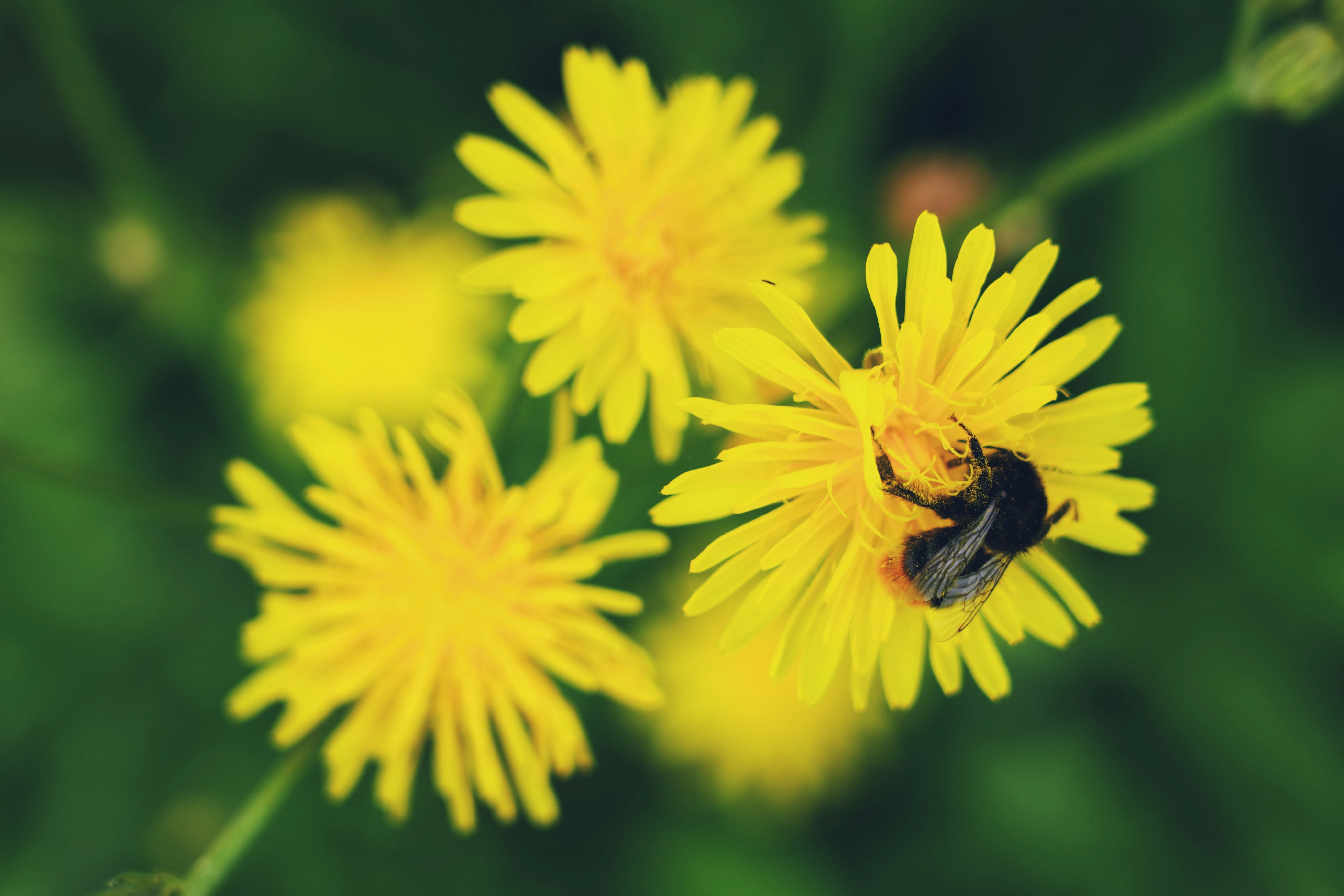 A vibrant photo showing a bumblebee collecting nectar from bright yellow flowers. The bee is perched delicately on the petals, surrounded by lush greenery. | A bumblebee collects nectar from yellow wildflowers.