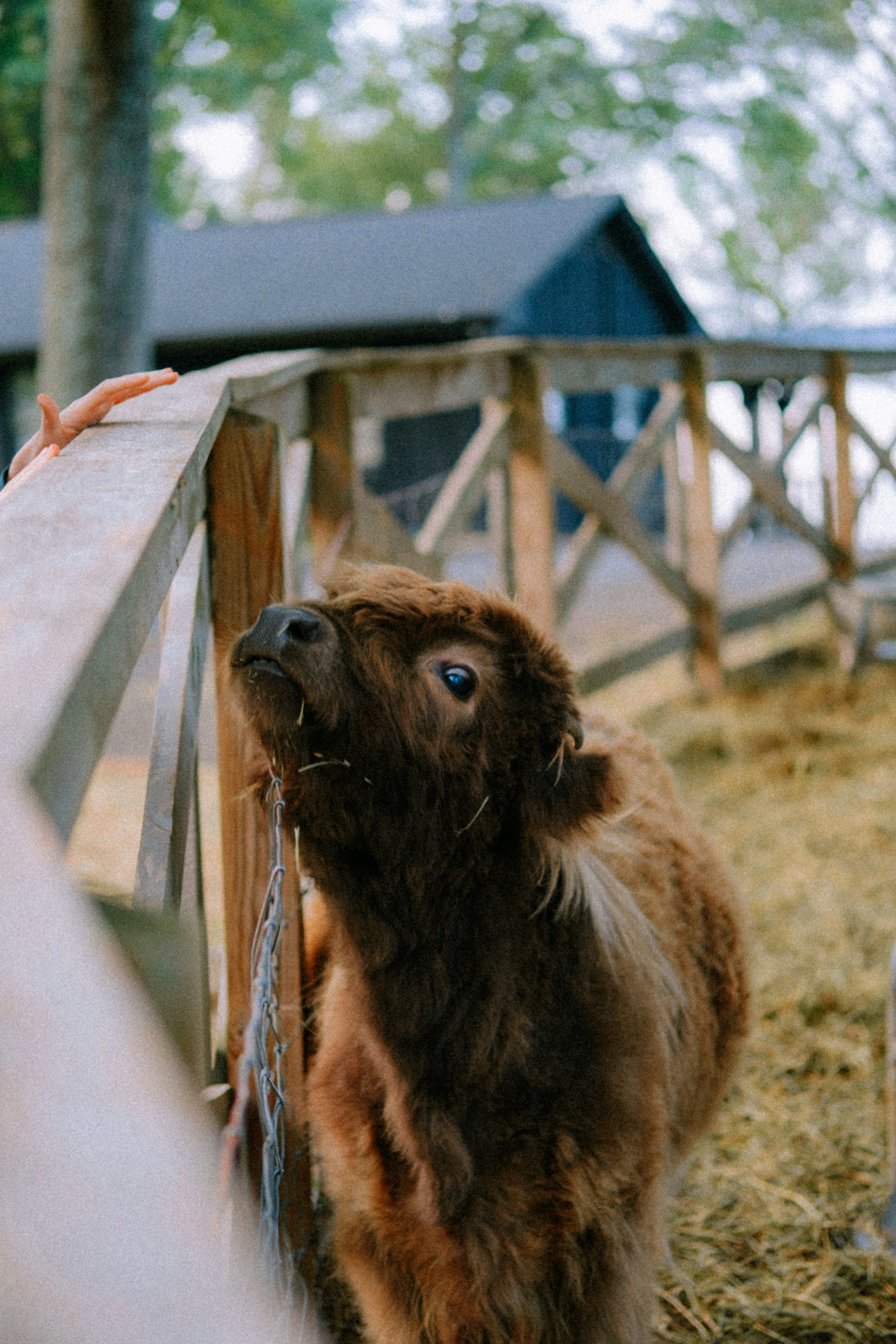 Curious Encounter at the Barn