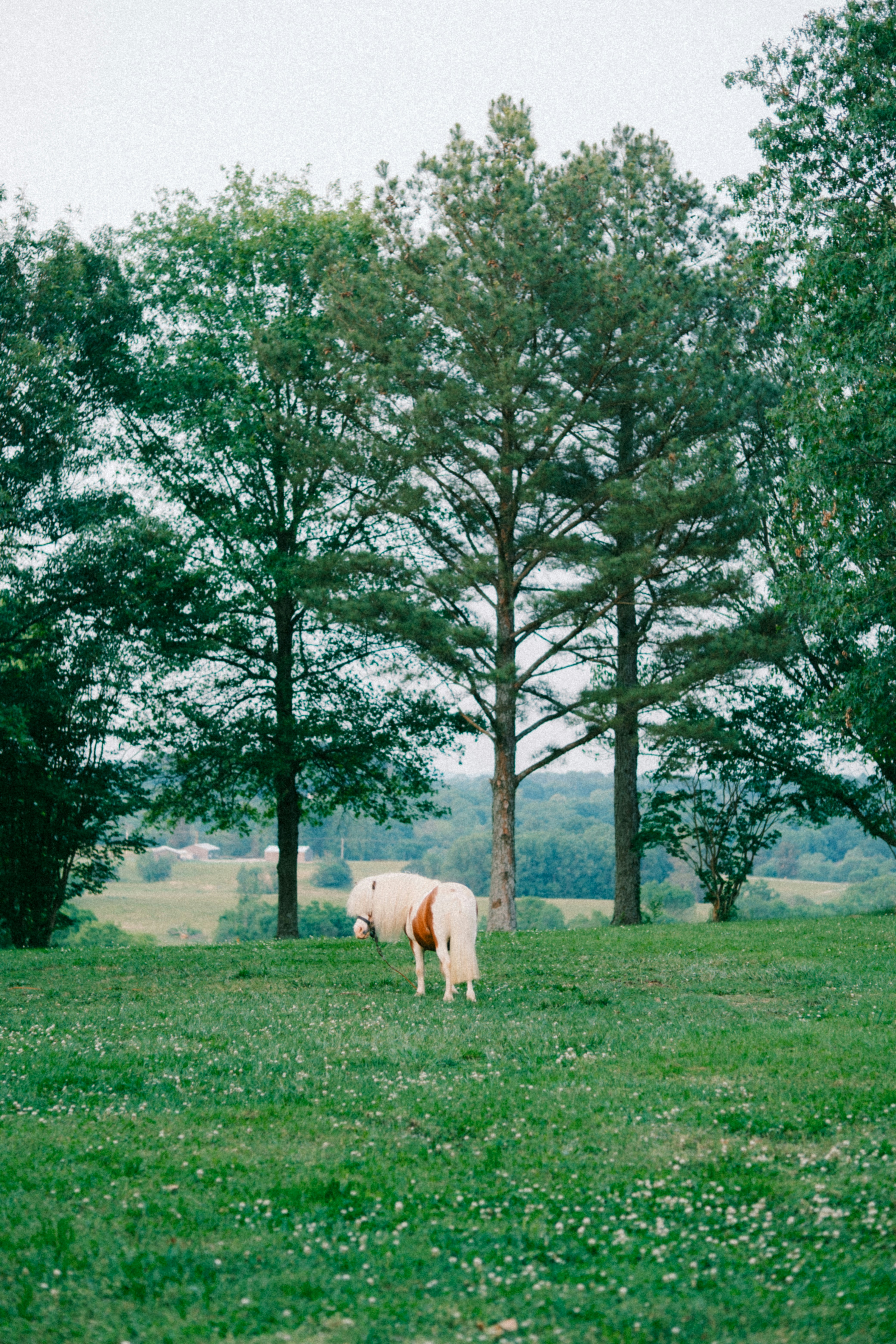 A pony stands in a grassy field with trees.