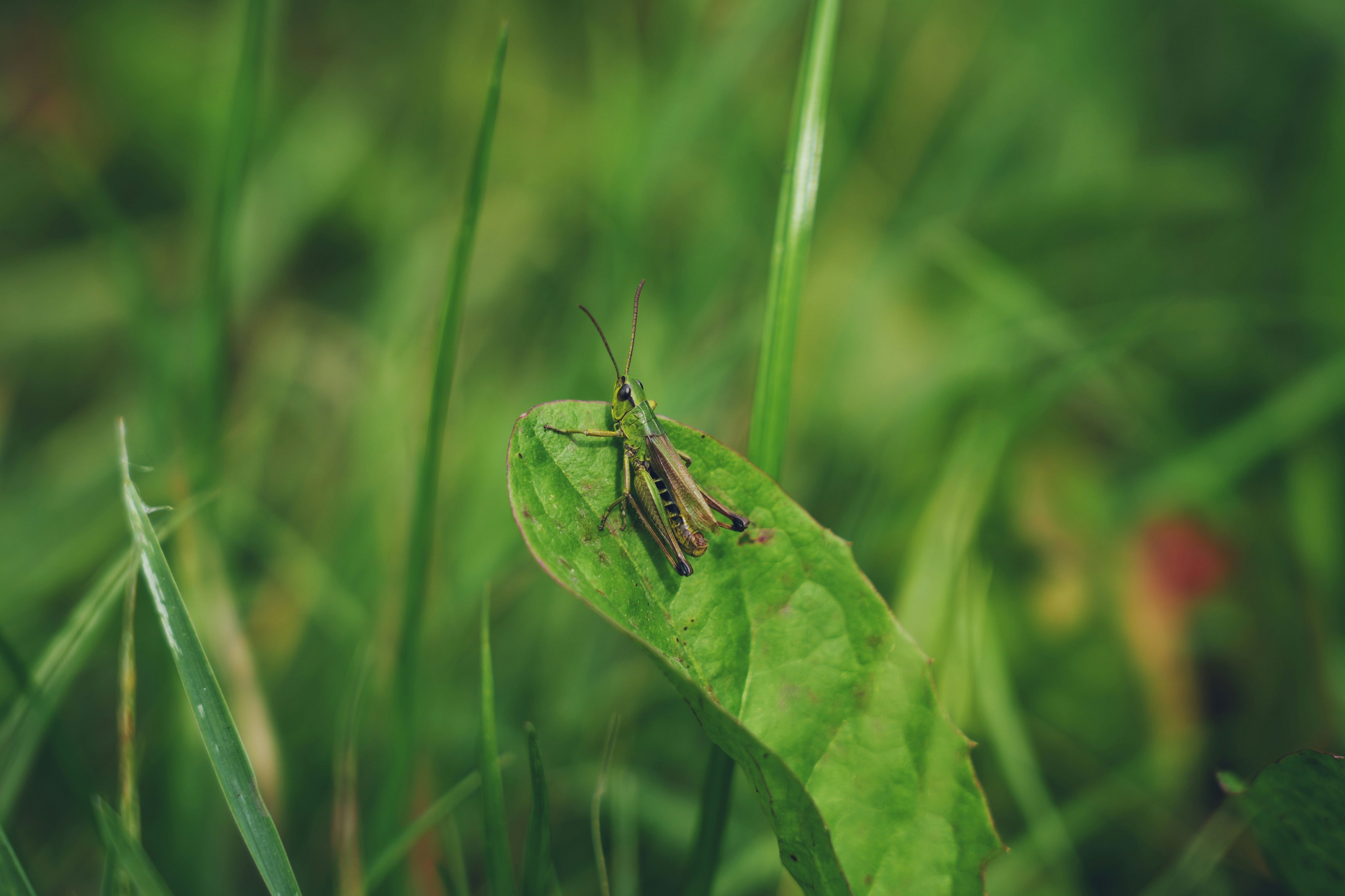 A vibrant green grasshopper perched on a leaf amidst lush, green grass. The macro shot highlights the insect's detailed features and the rich textures of nature. | A grasshopper rests on a green leaf in grass