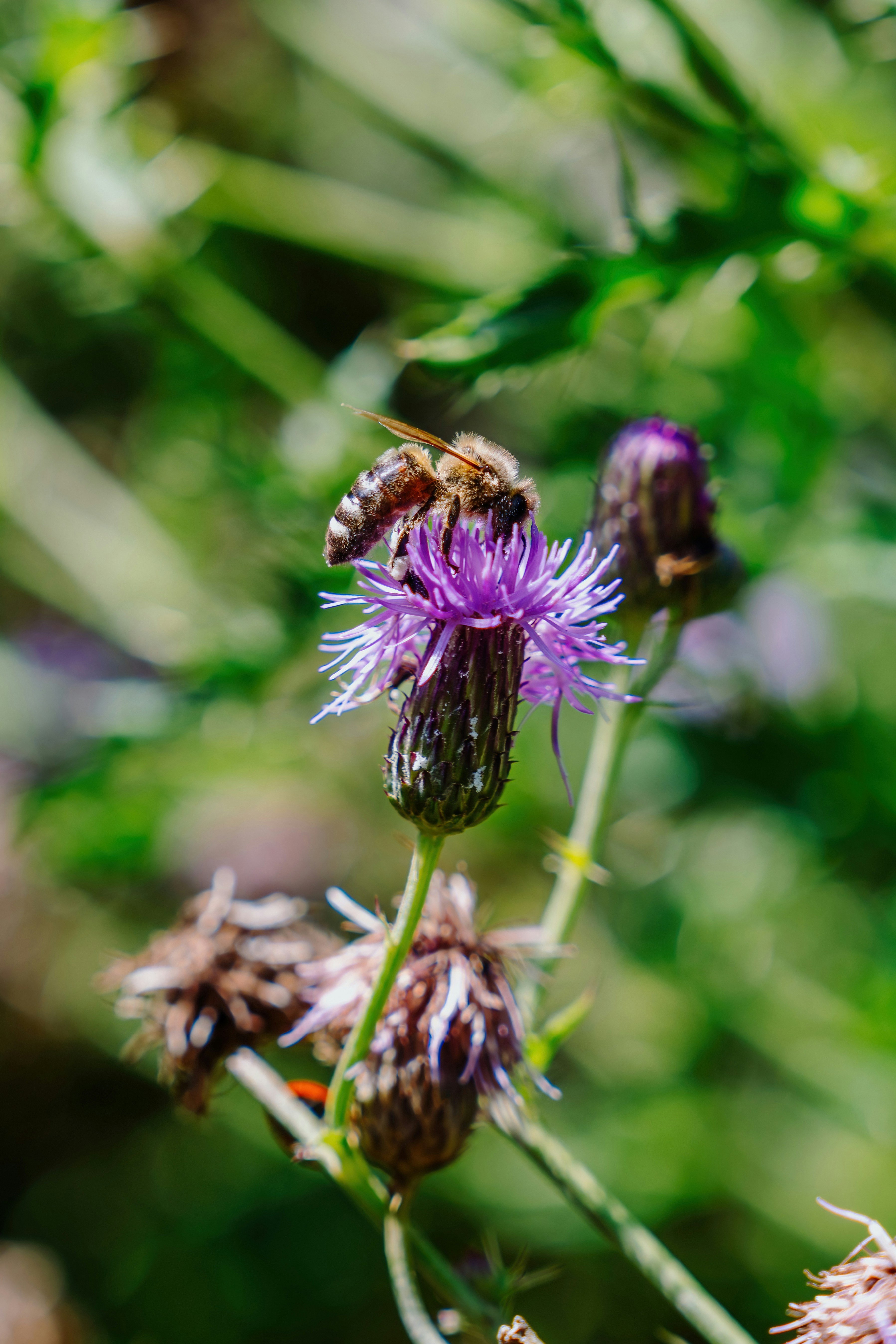 A bee collects nectar from a purple thistle flower.