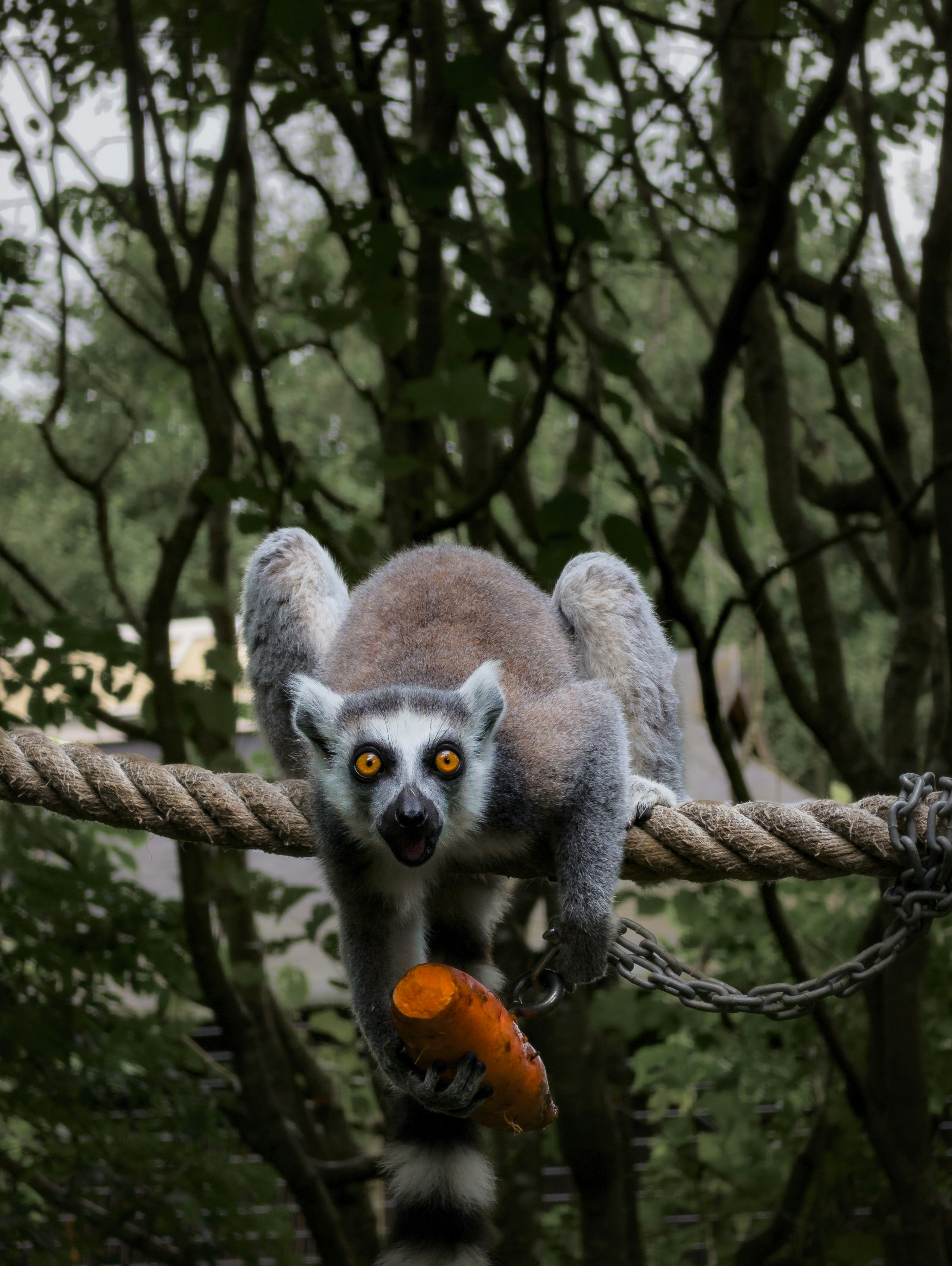 A beautiful lemur enjoying a snack! | Ring-tailed lemur holding a carrot on a rope