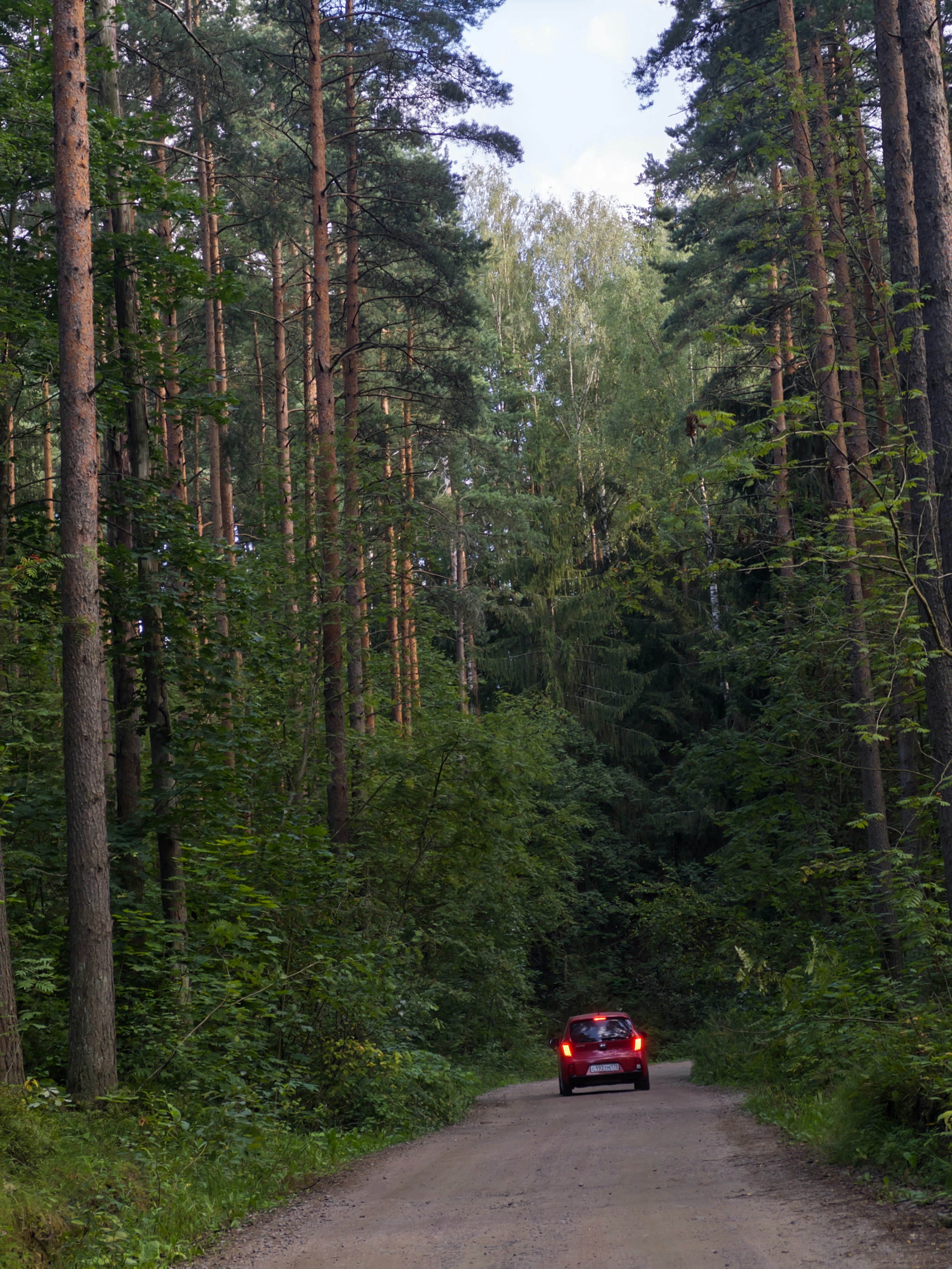 A compact car navigates a secluded dirt road flanked by towering trees and lush foliage, evoking a sense of adventure and tranquility.