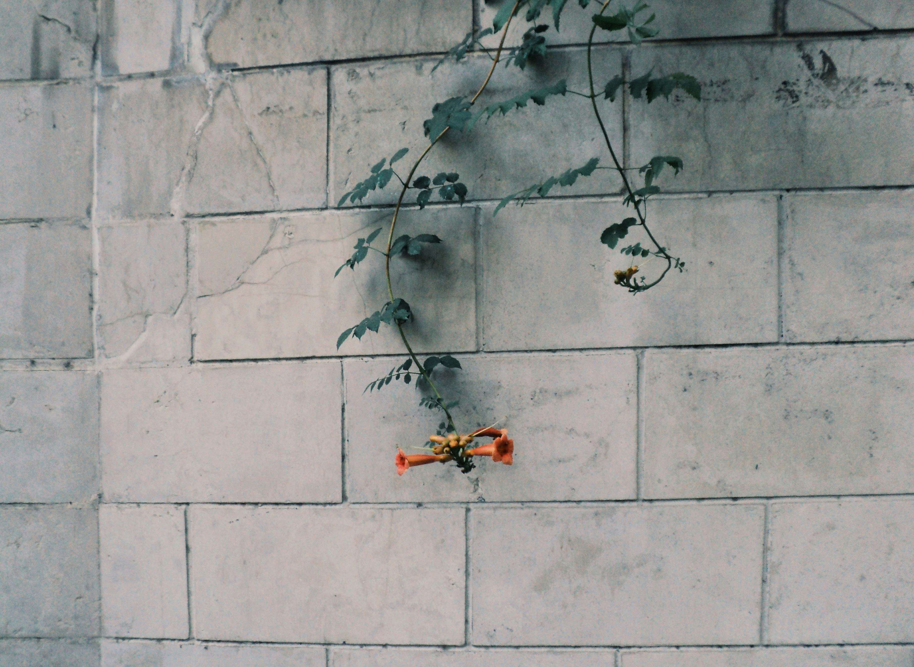 Life finds a way, even in a concrete world. | A vine with orange flowers on a brick wall