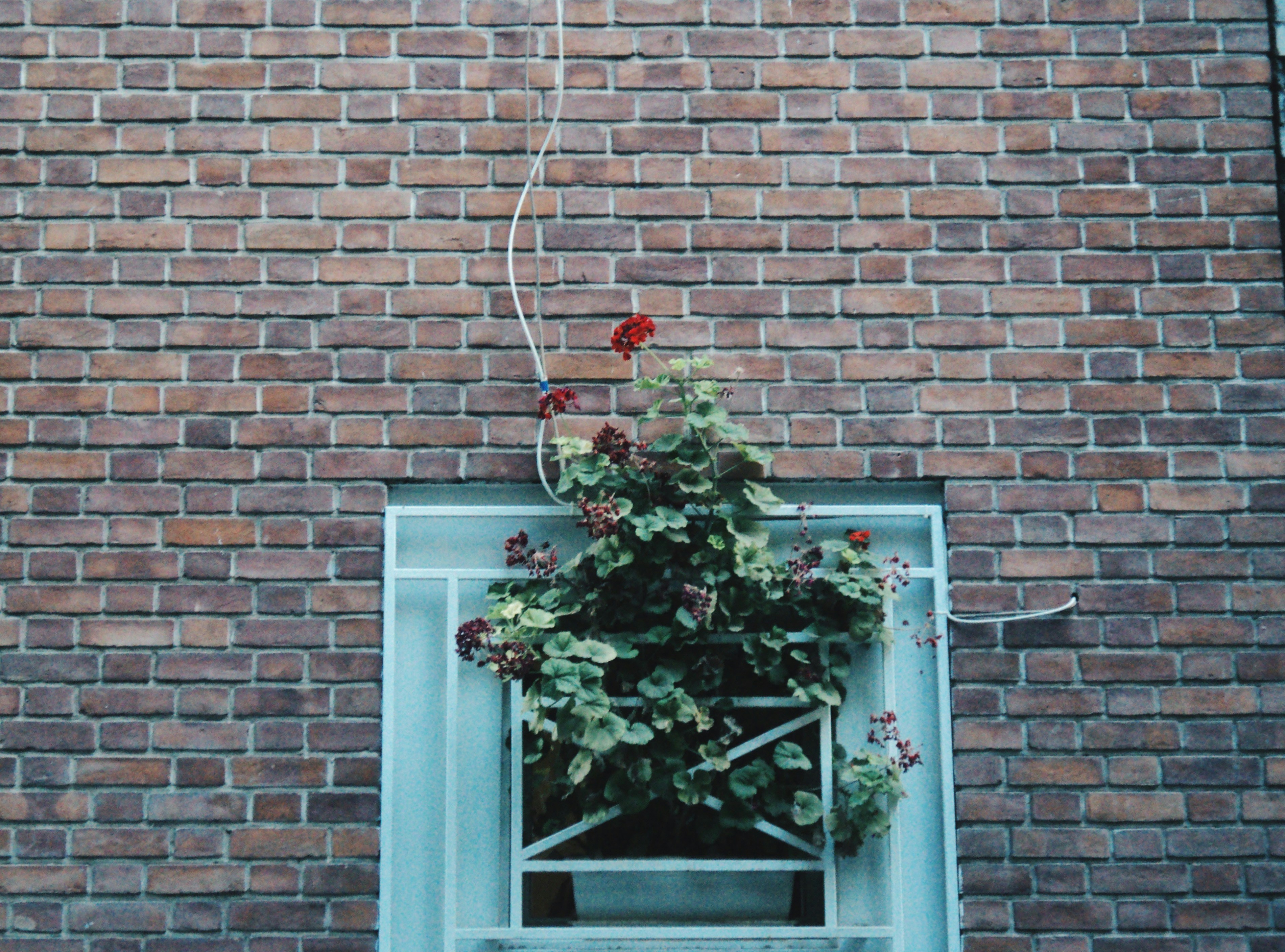 A pop of color in the urban landscape. | Green plants with red flowers in a window.